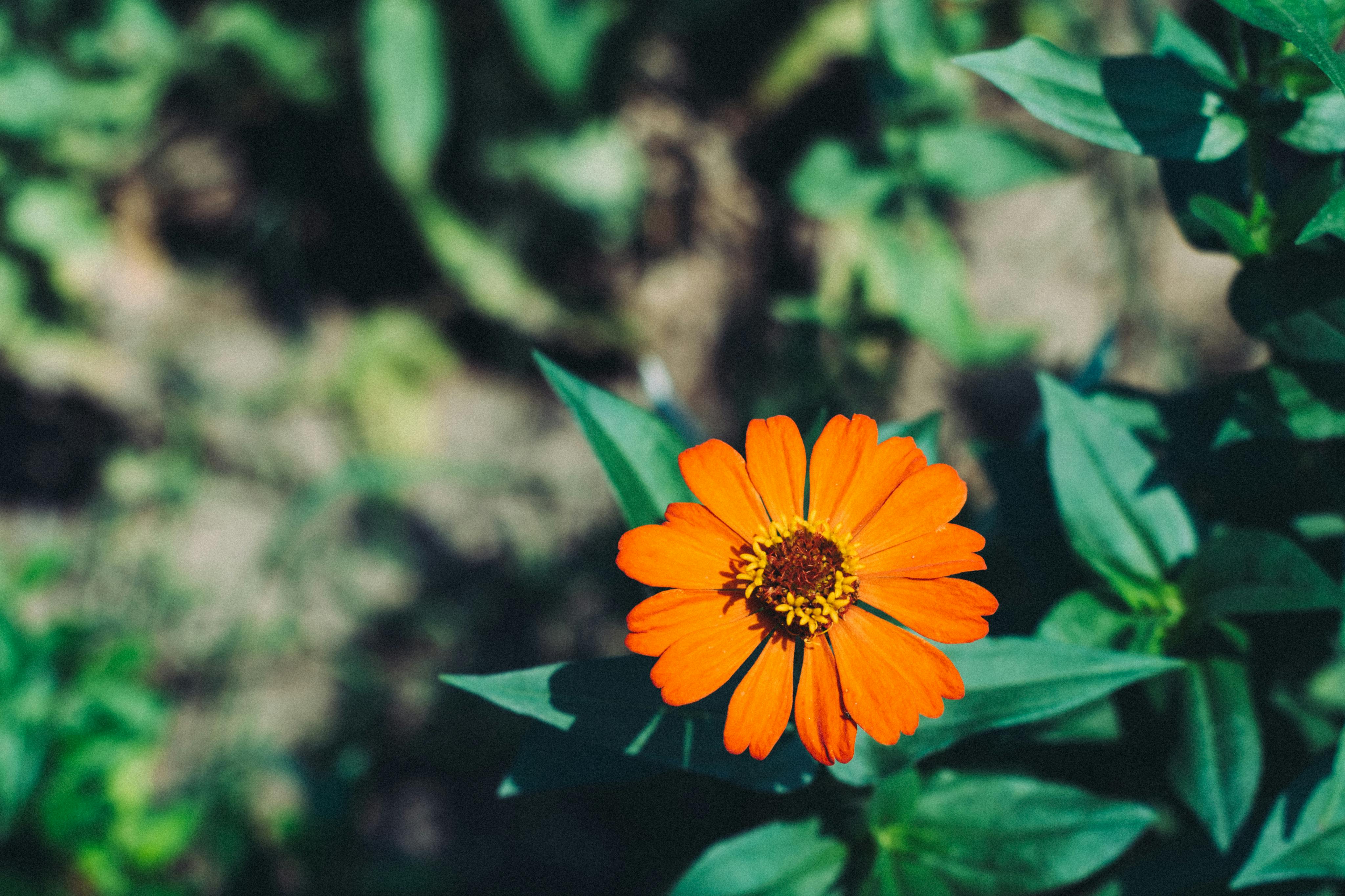 Orange Flower in Close Up Photography · Free Stock Photo