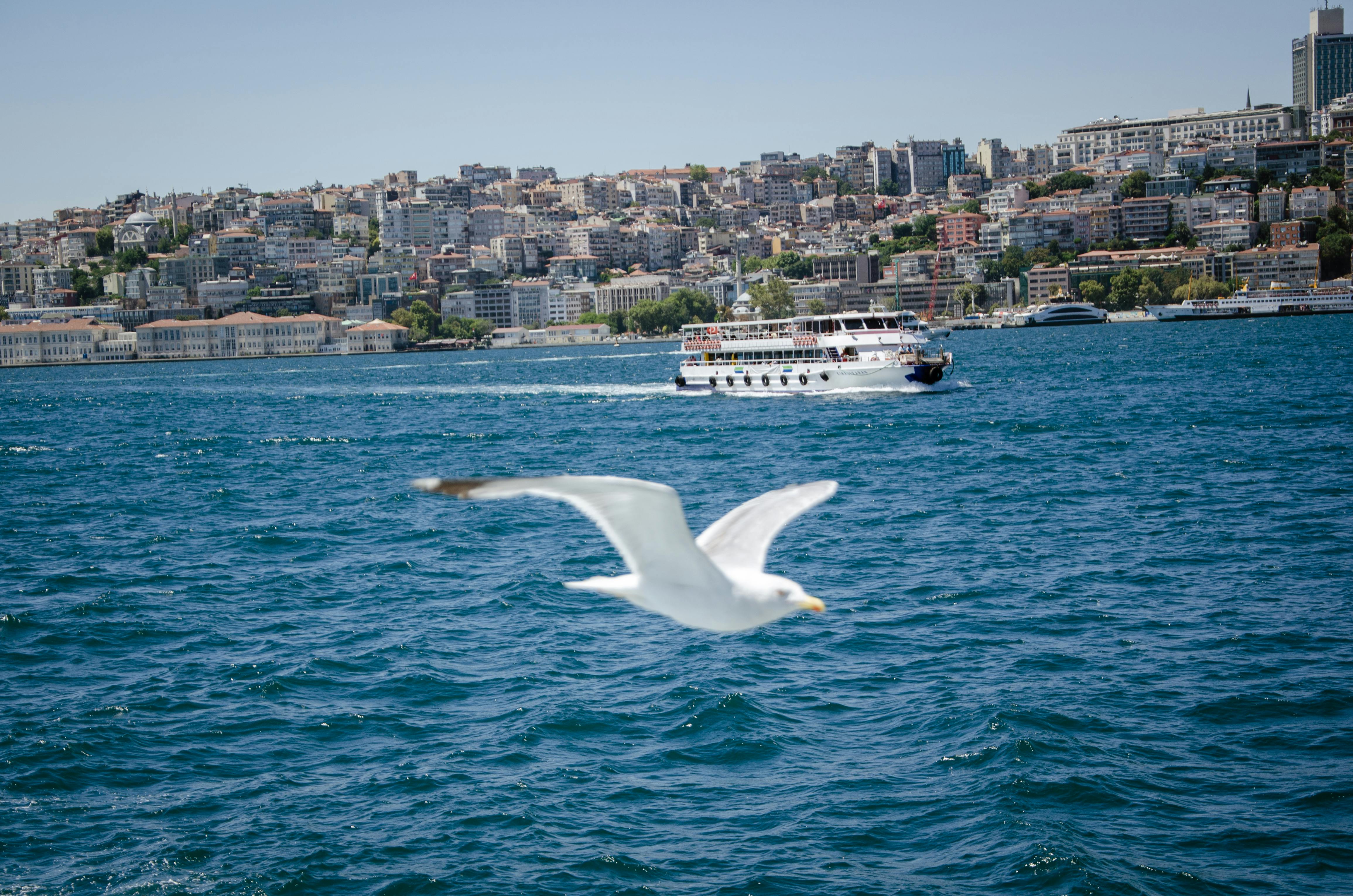 Ferry on Body of Water · Free Stock Photo