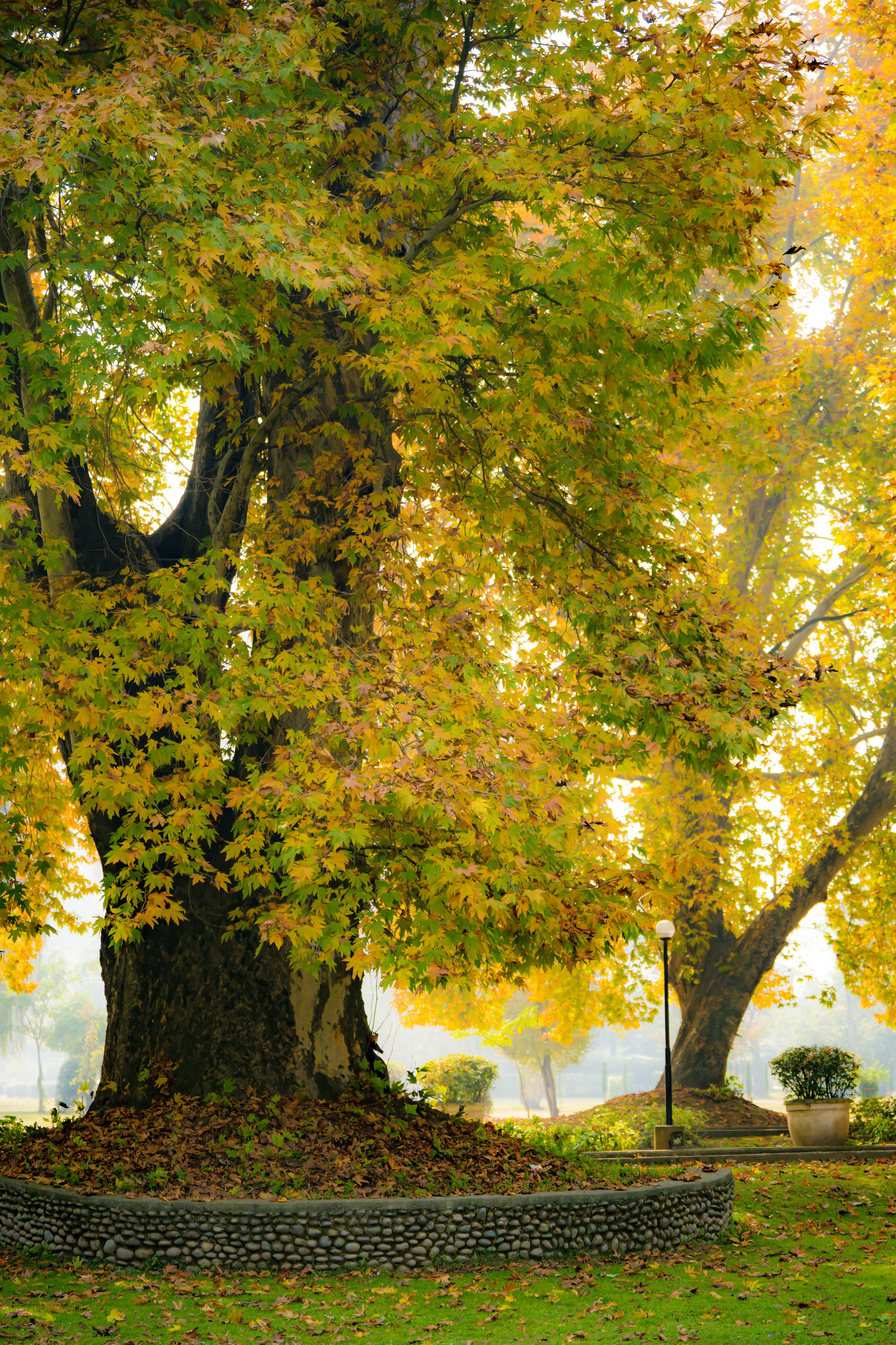 Tall Trees at the Park · Free Stock Photo