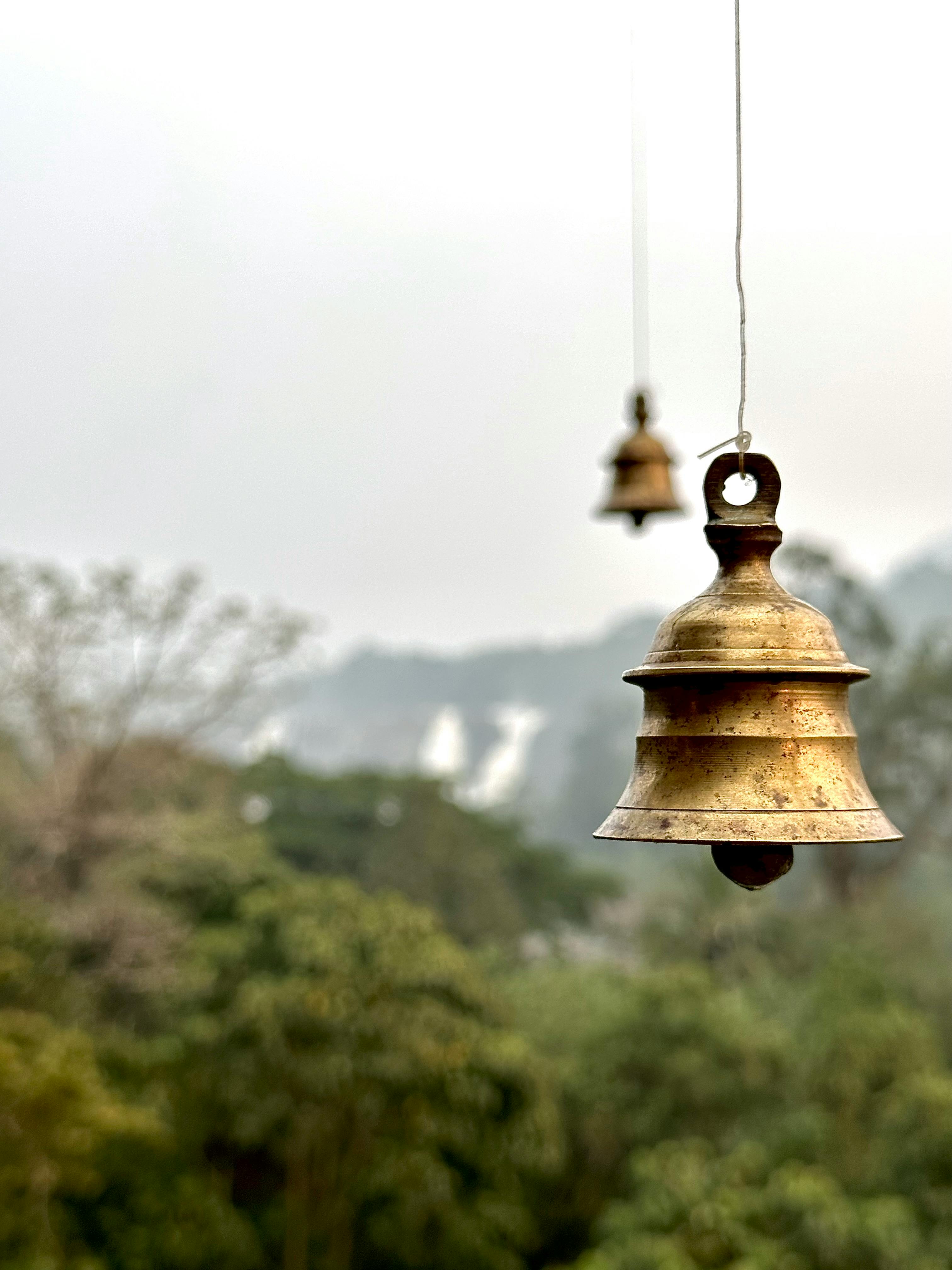 Close-up of Hanging Brown Bells on the Background of Trees · Free Stock ...