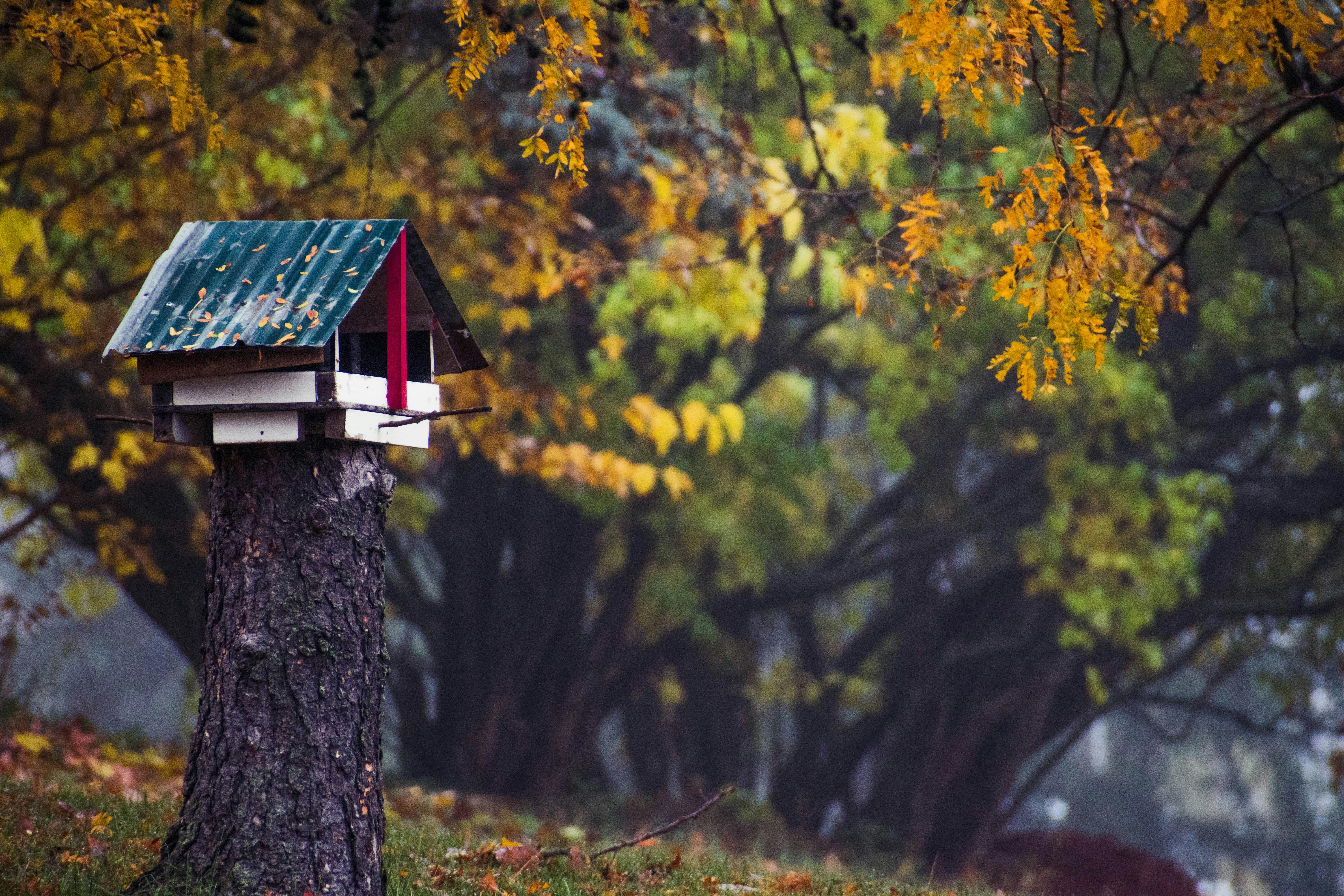 Bird Feeder on a Tree Stump · Free Stock Photo