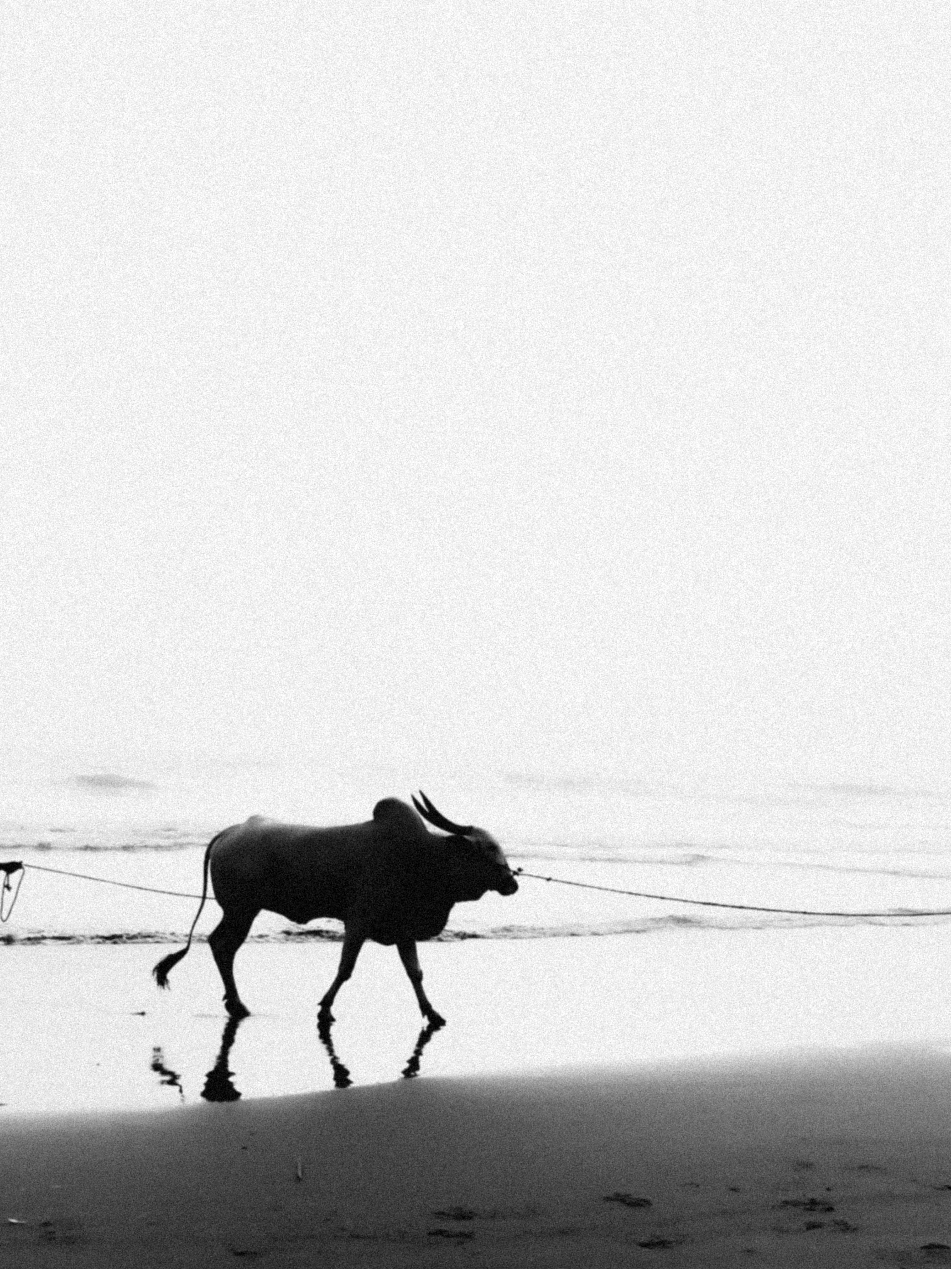 Zebu Photos, Download The BEST Free Zebu Stock Photos & HD Images