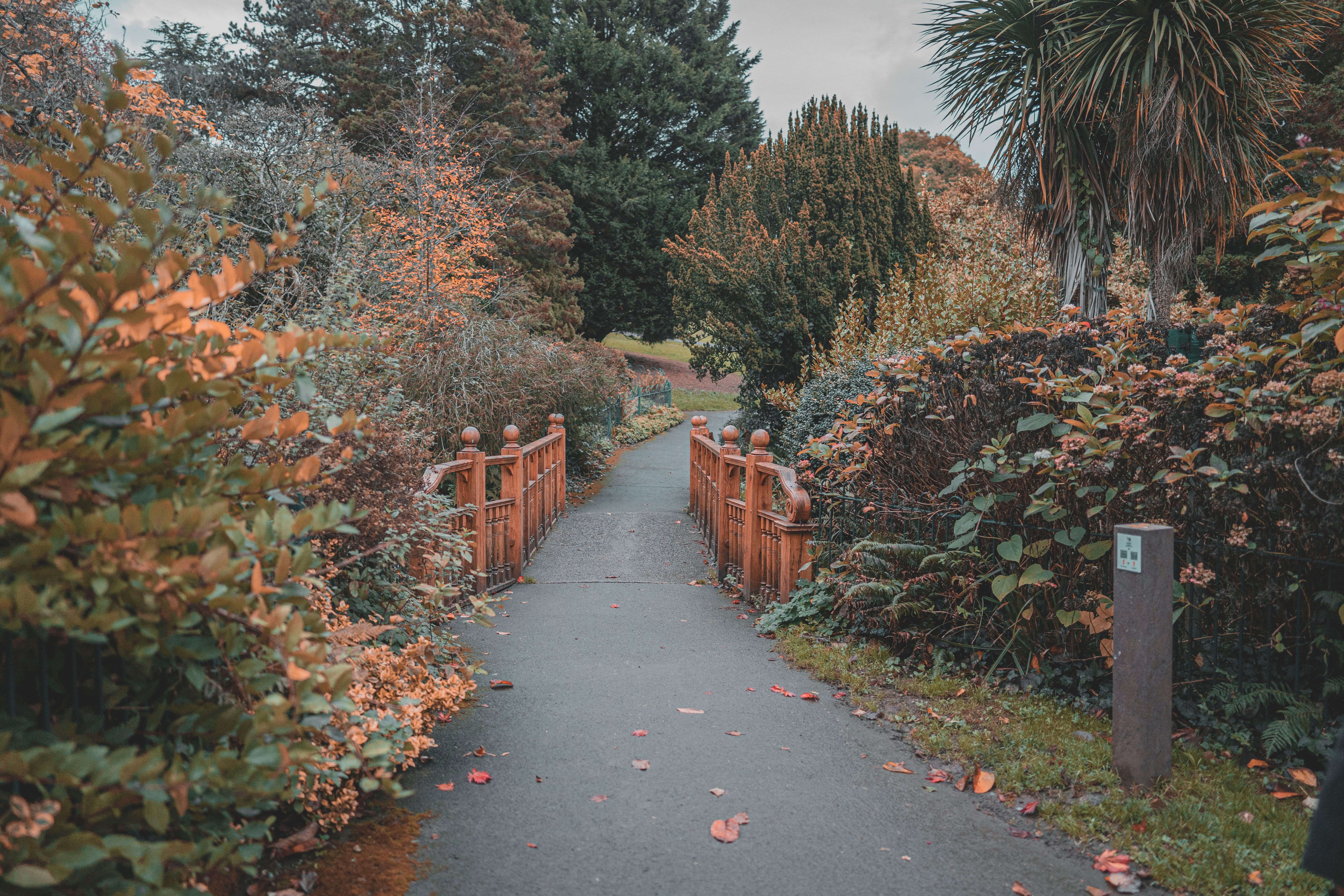 View of a Walkway in a Park between Autumnal Trees and Shrubs · Free ...