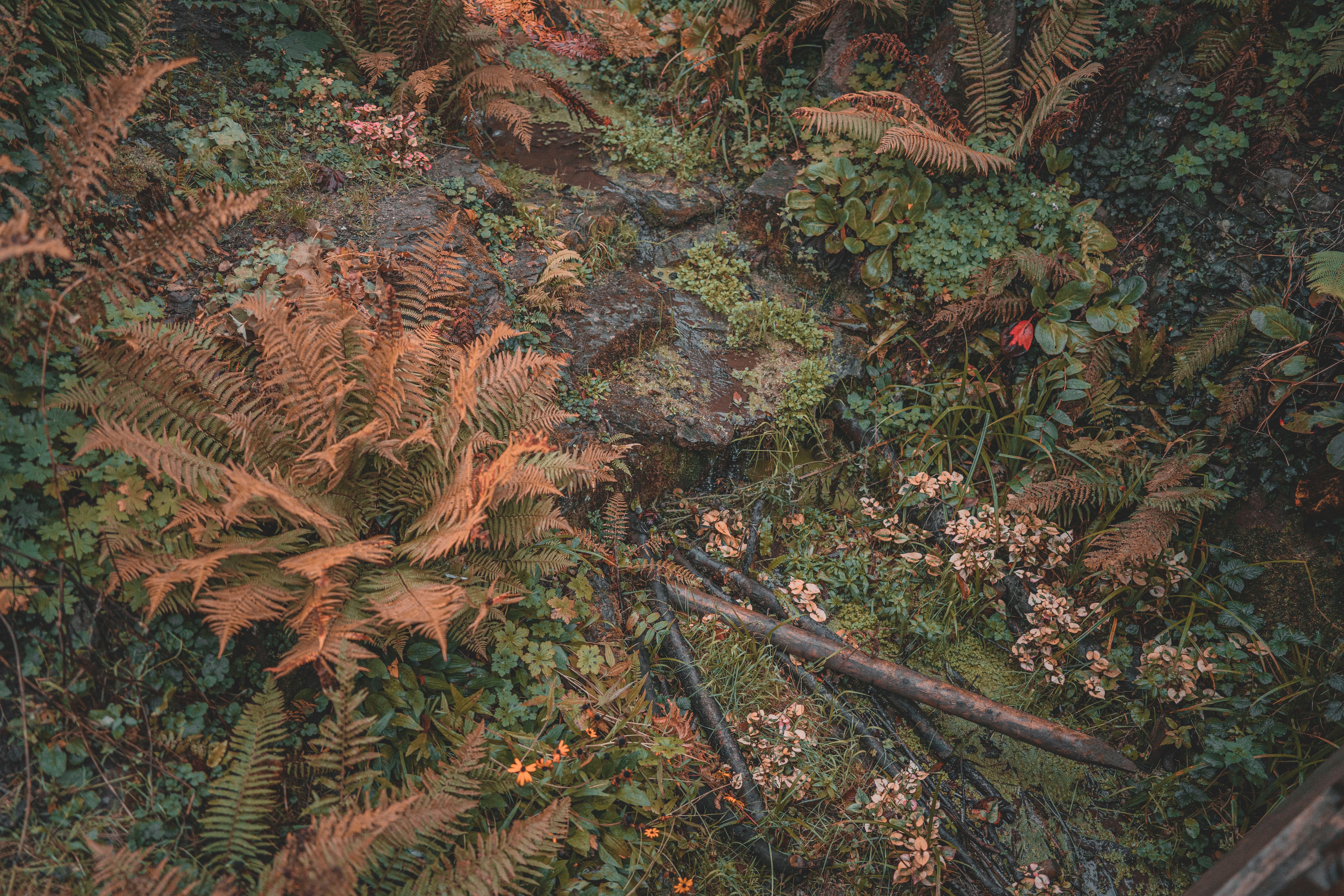 Ferns and Wild Plants Beside Large Roots · Free Stock Photo