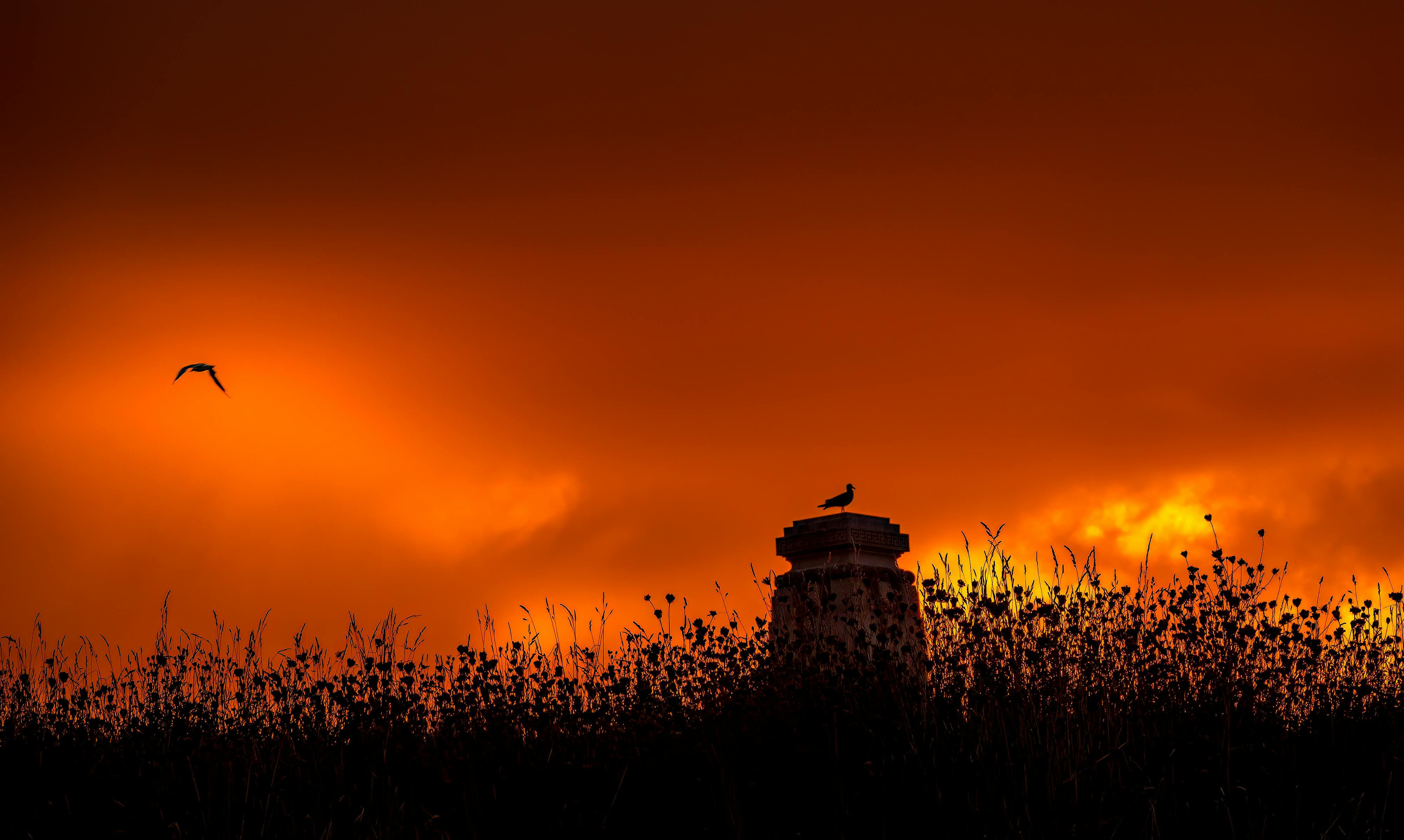 Silhouette of Birds on Grass Field Under Red Sky · Free Stock Photo