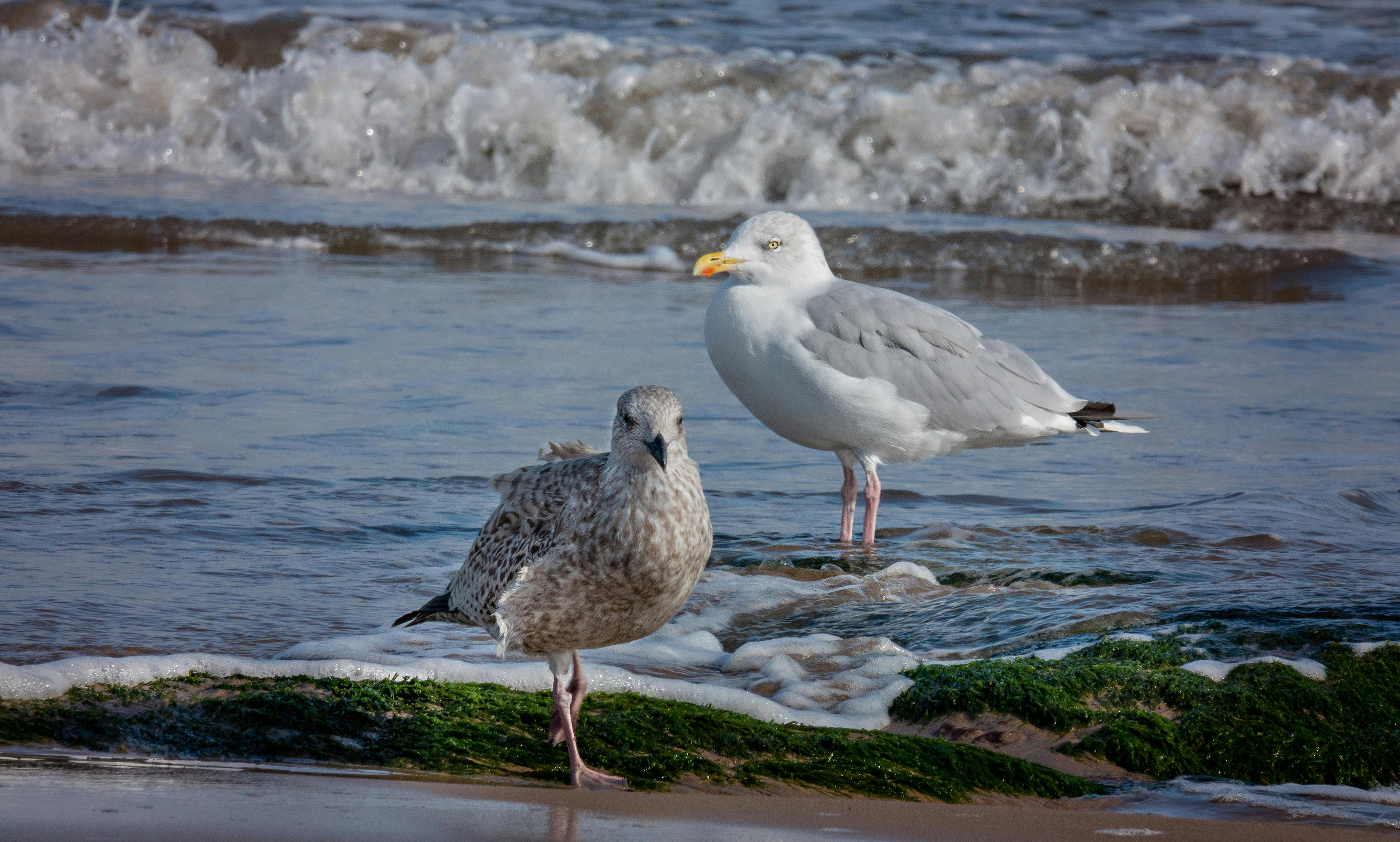 European Herring Gull Flying Under Blue Sky · Free Stock Photo
