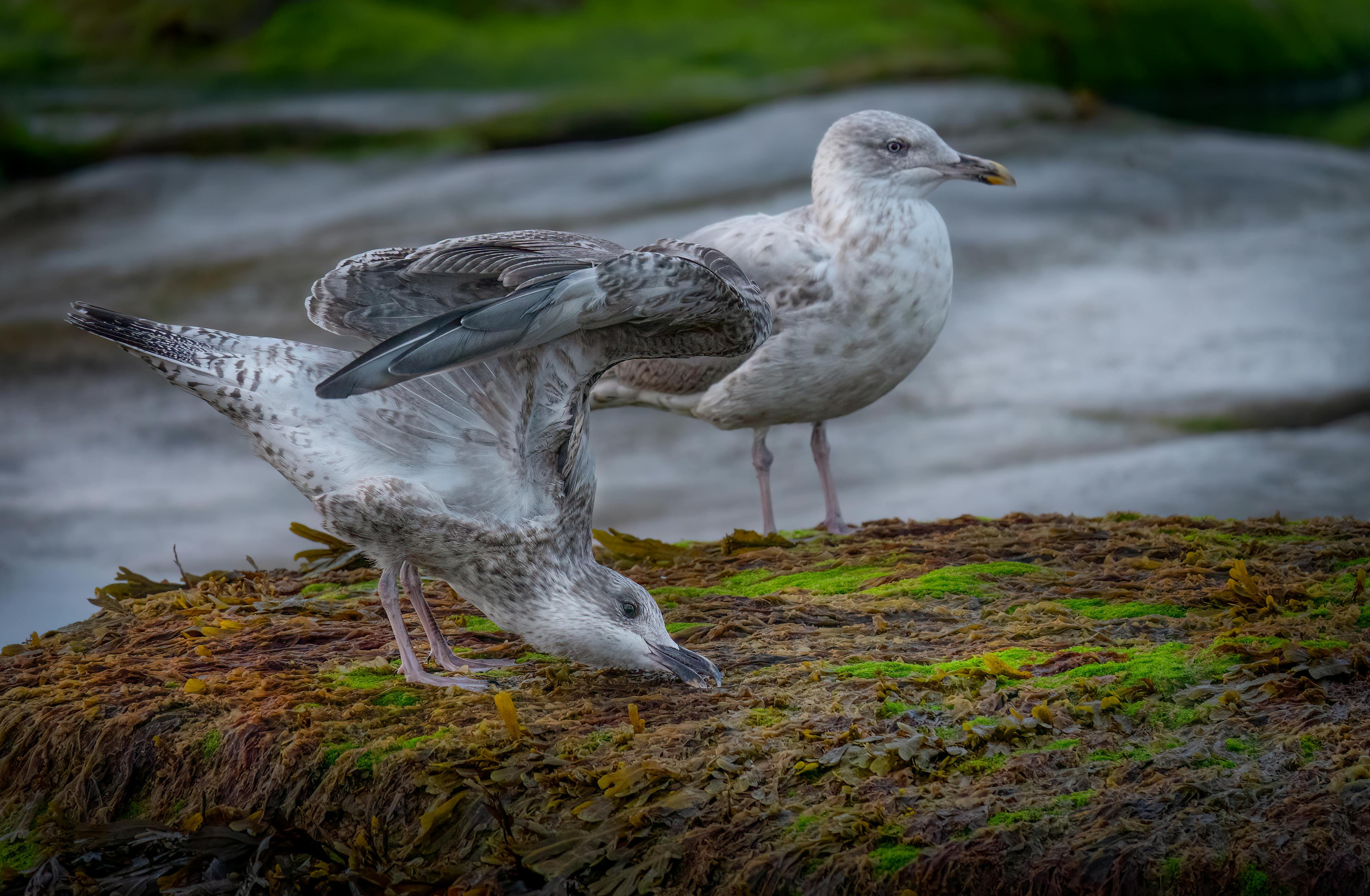 European Herring Gull Flying Under Blue Sky · Free Stock Photo