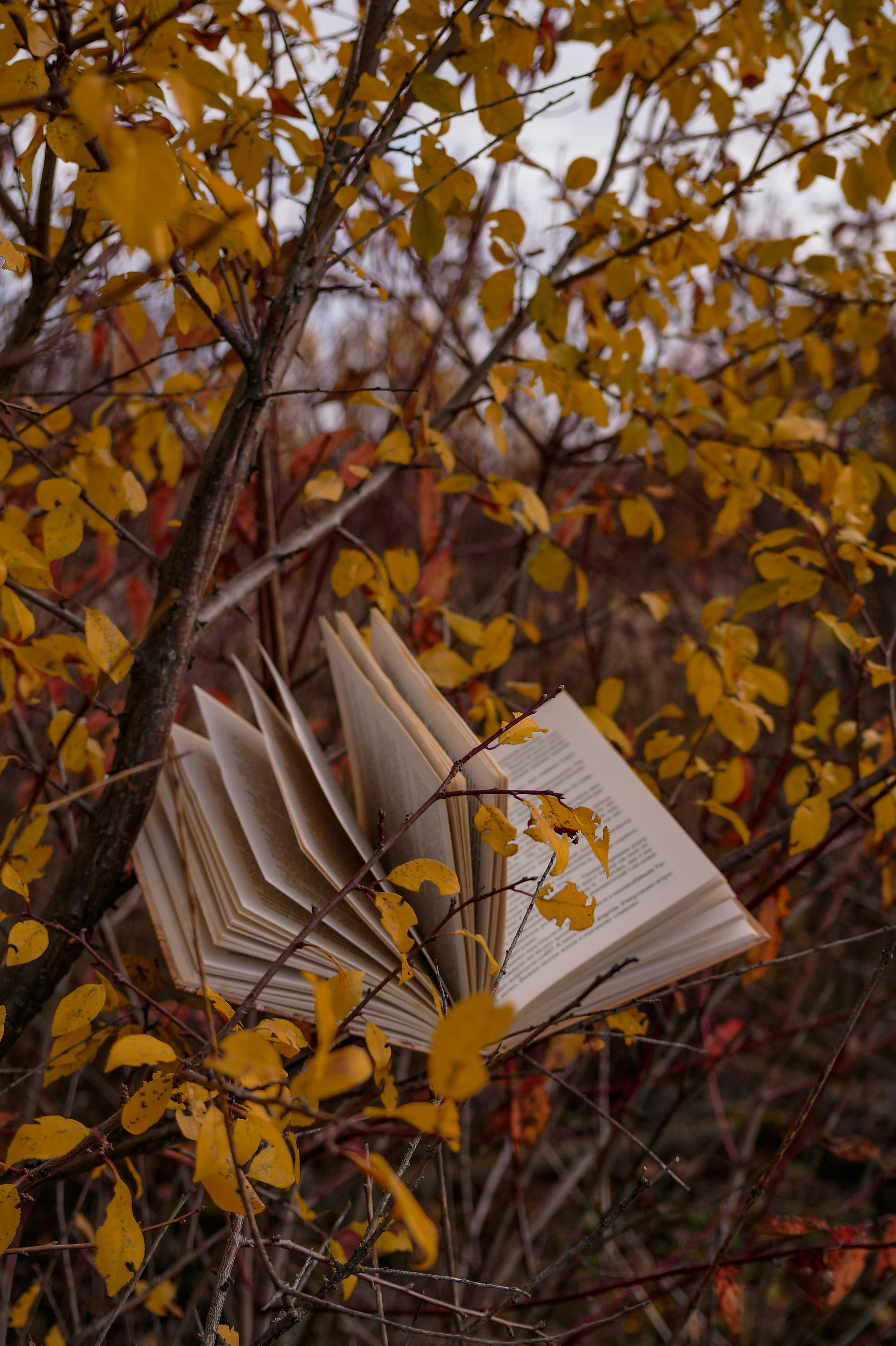 Book Hanging on Tree Branches · Free Stock Photo