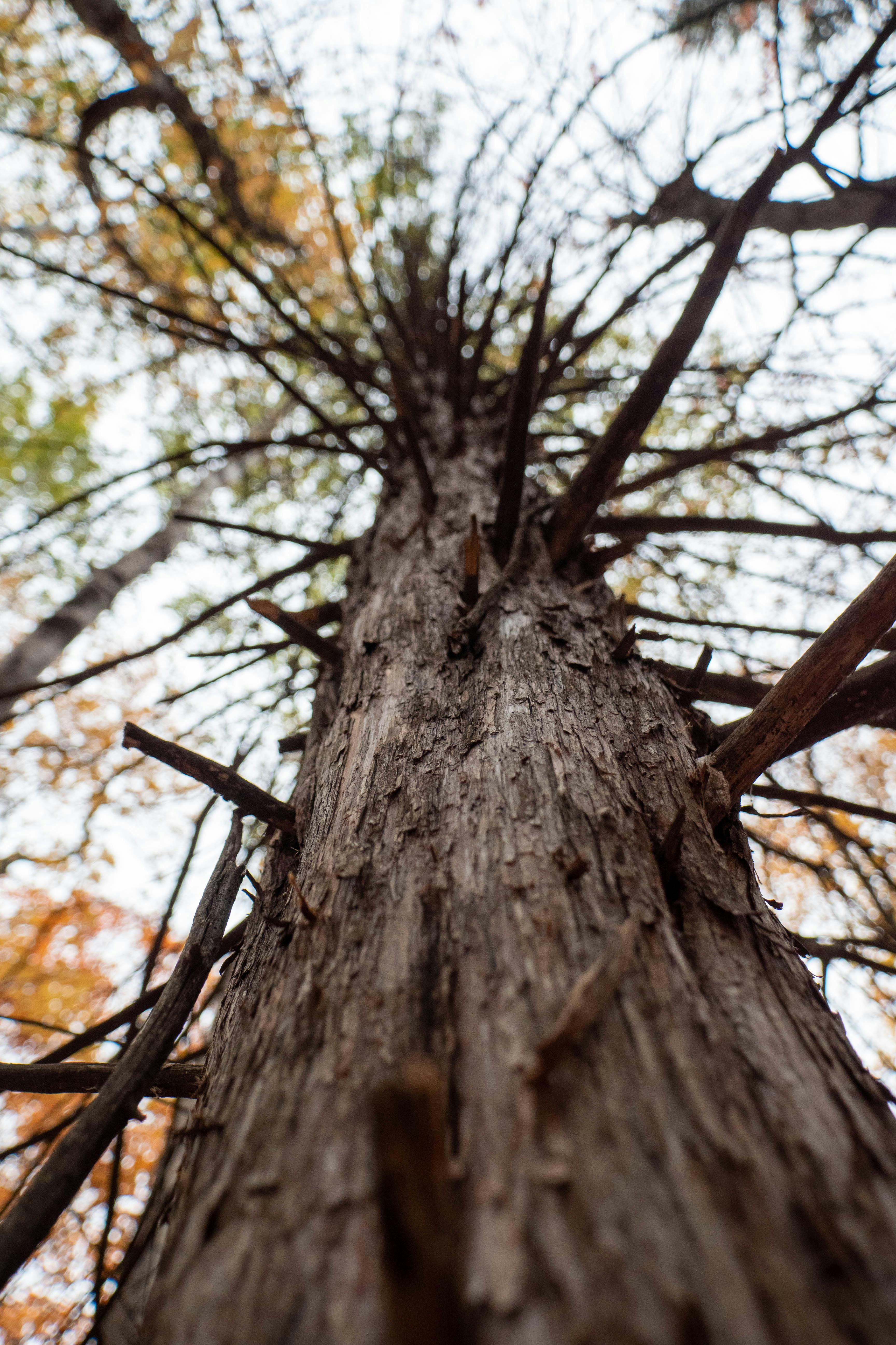 Tenzin Rinchen - การถ่ายภาพ