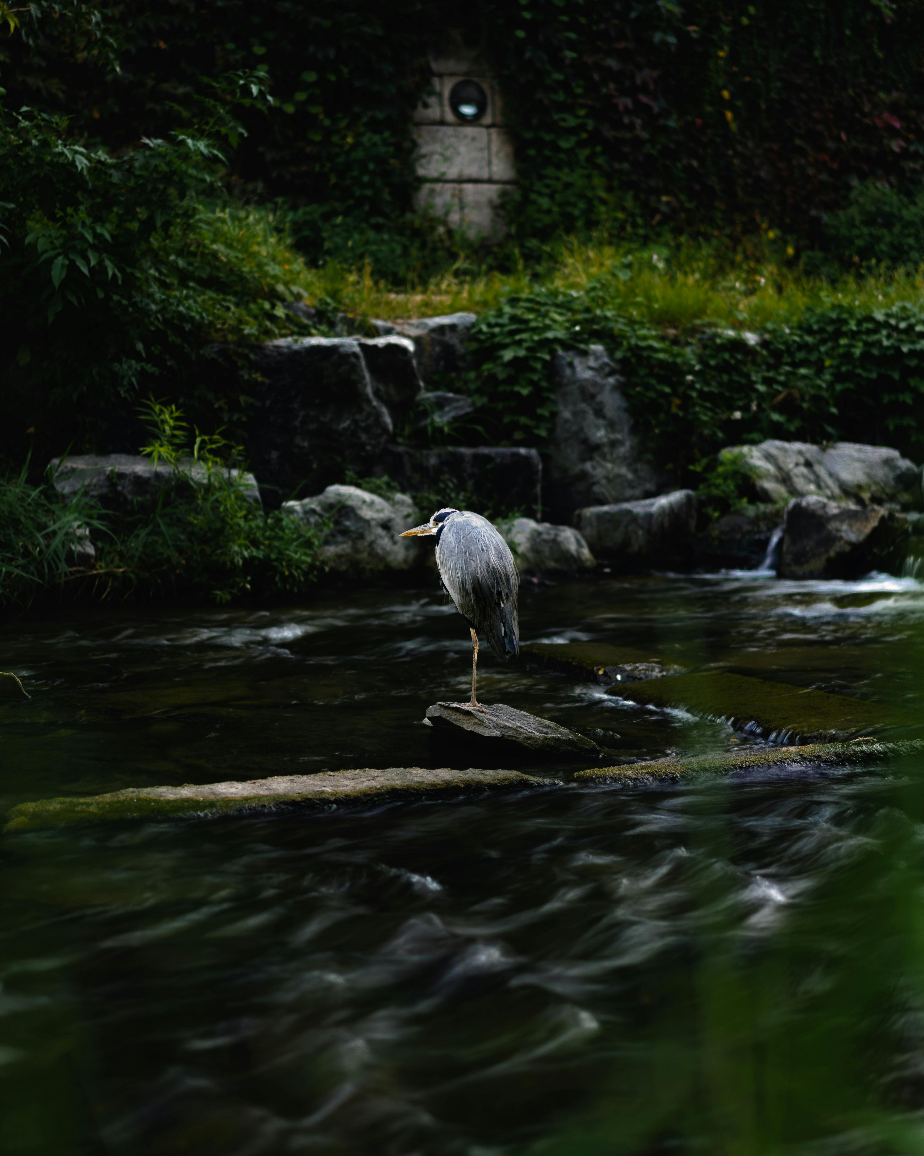 A Stork on the River · Free Stock Photo