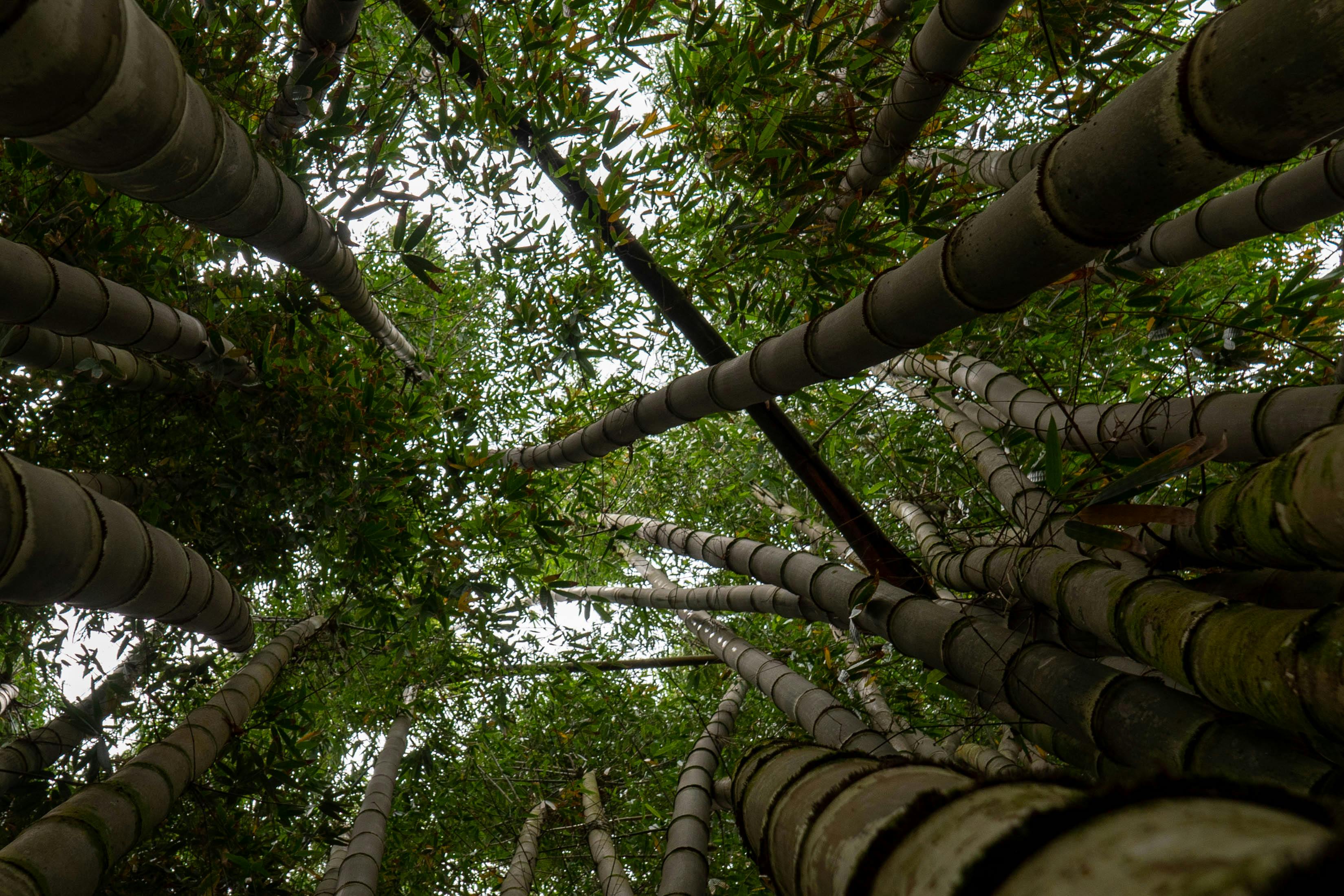 Tenzin Rinchen - การถ่ายภาพ