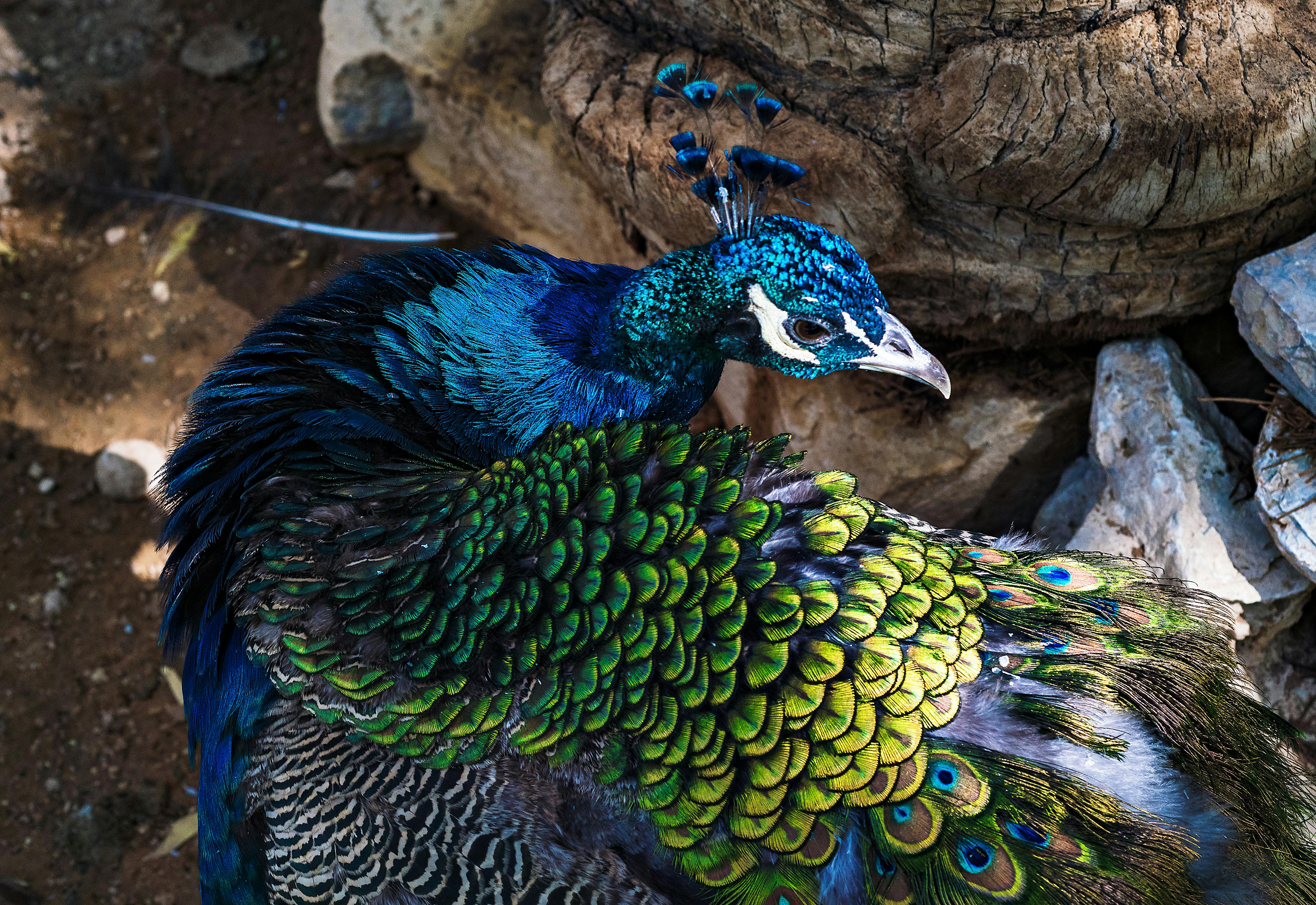 Peacock Train Photos, Download Free Peacock Train Stock Photos & HD Images