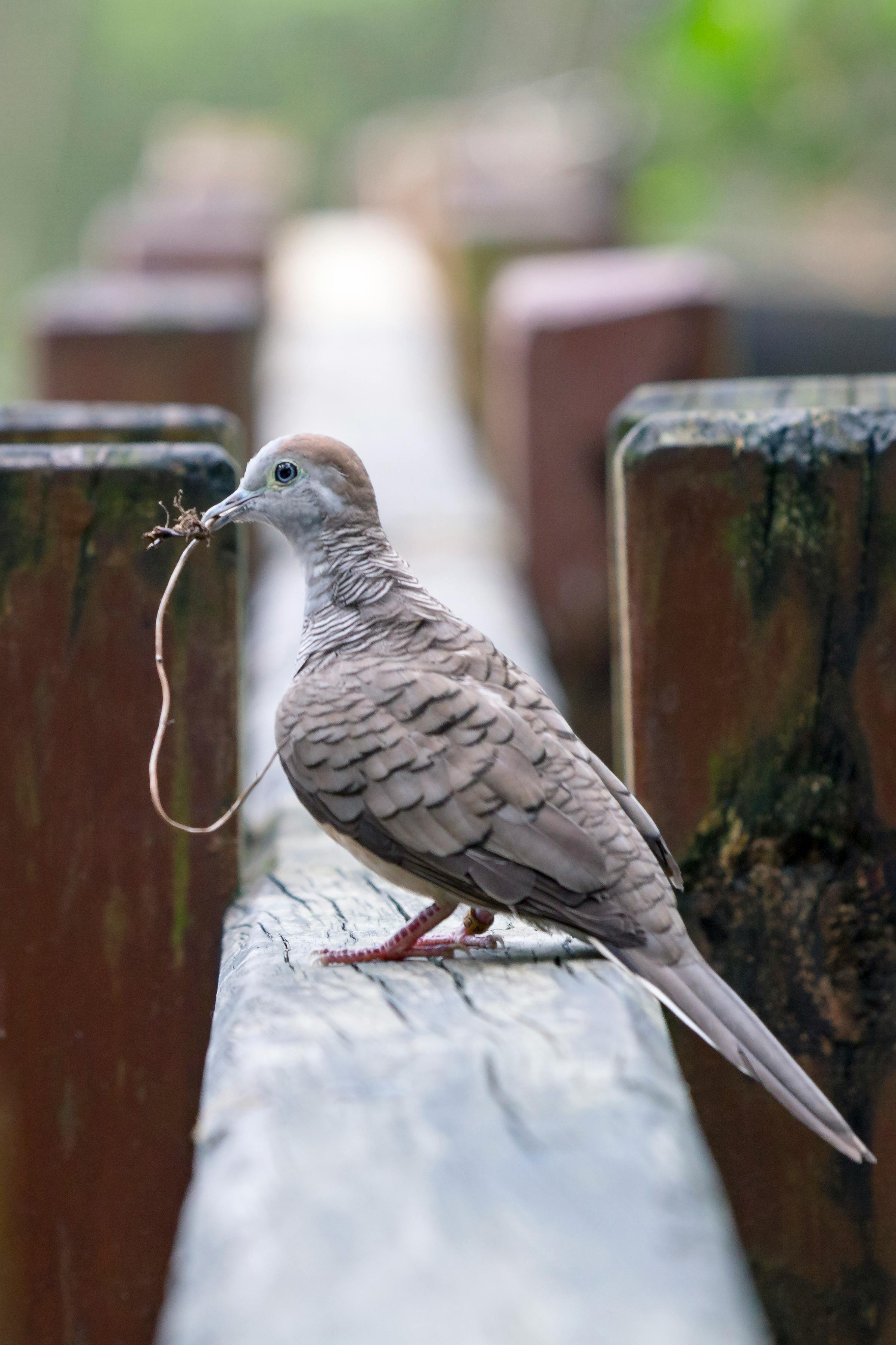 Closeup Photography Of Brown Pigeon · Free Stock Photo