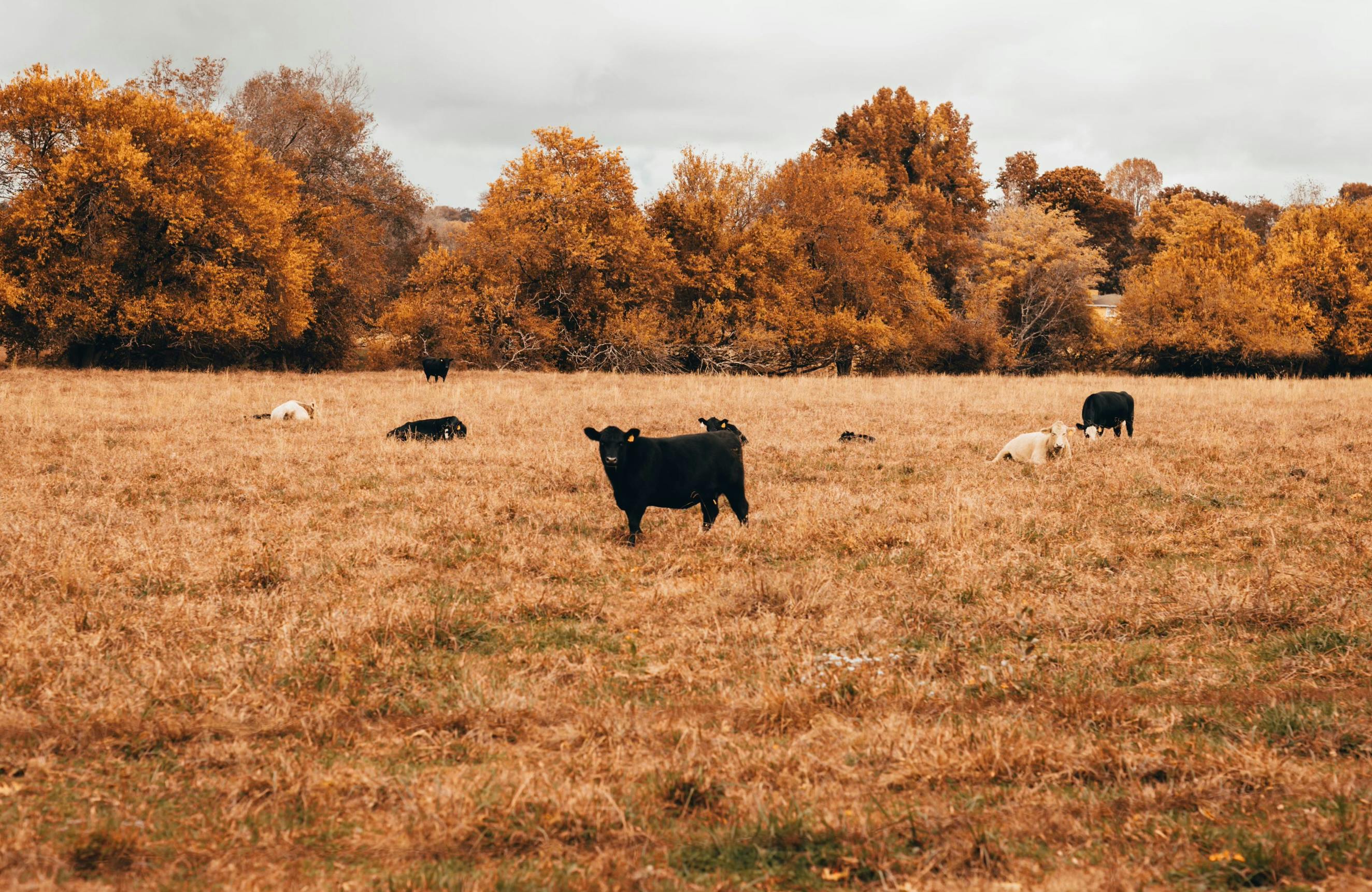 Holstein Cows Photos, Download Free Holstein Cows Stock Photos & HD Images