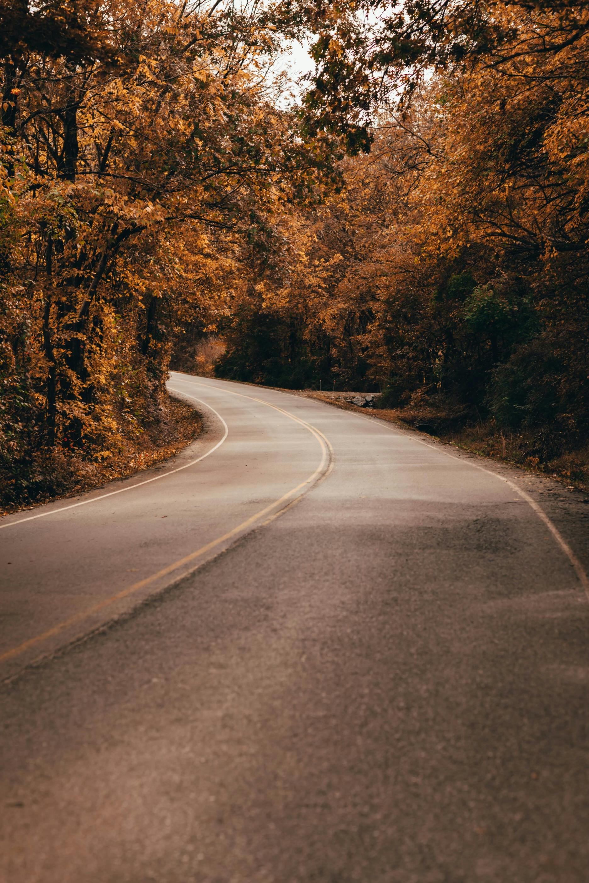 Photo of Road in Between Trees · Free Stock Photo