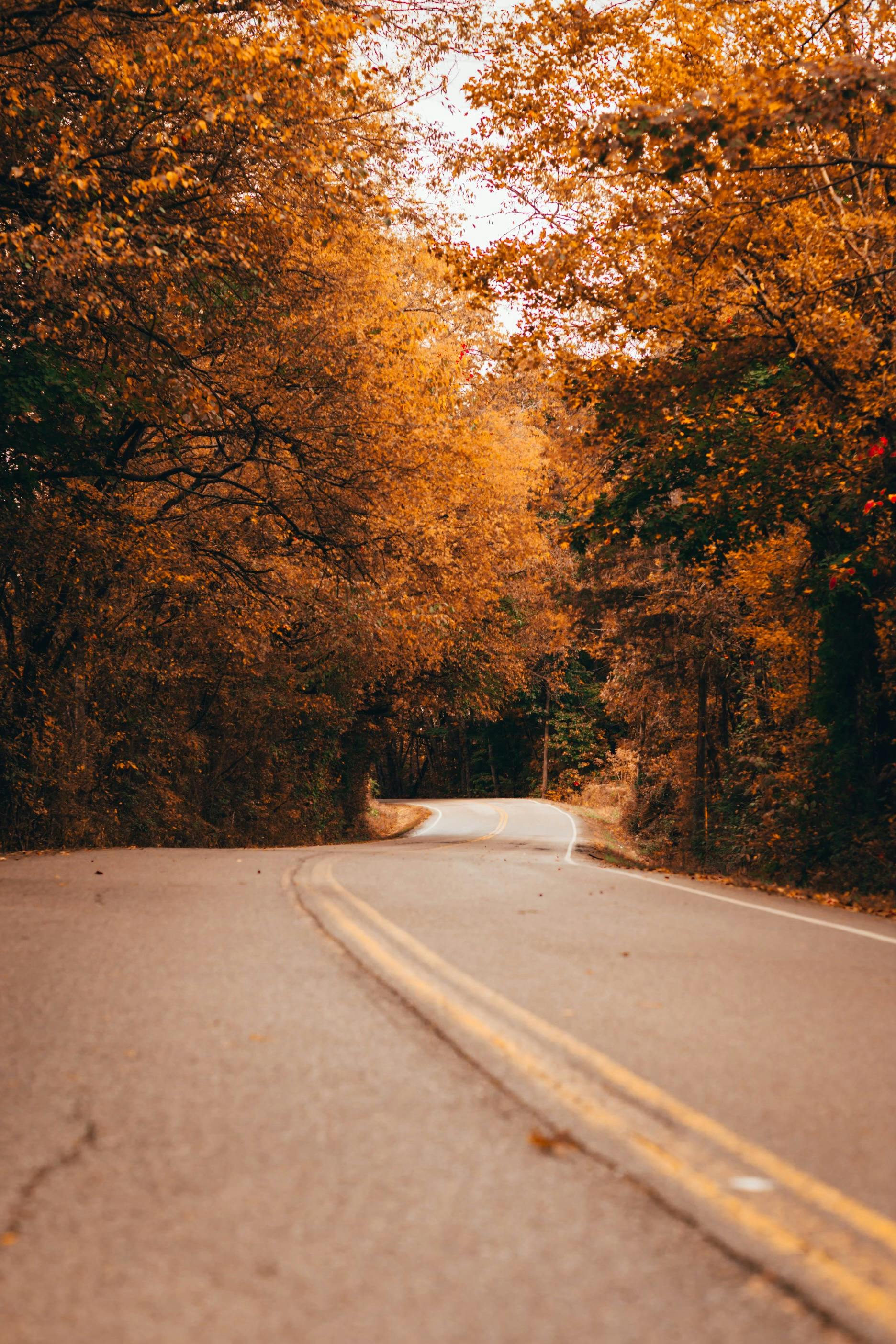 Road in Between Trees · Free Stock Photo