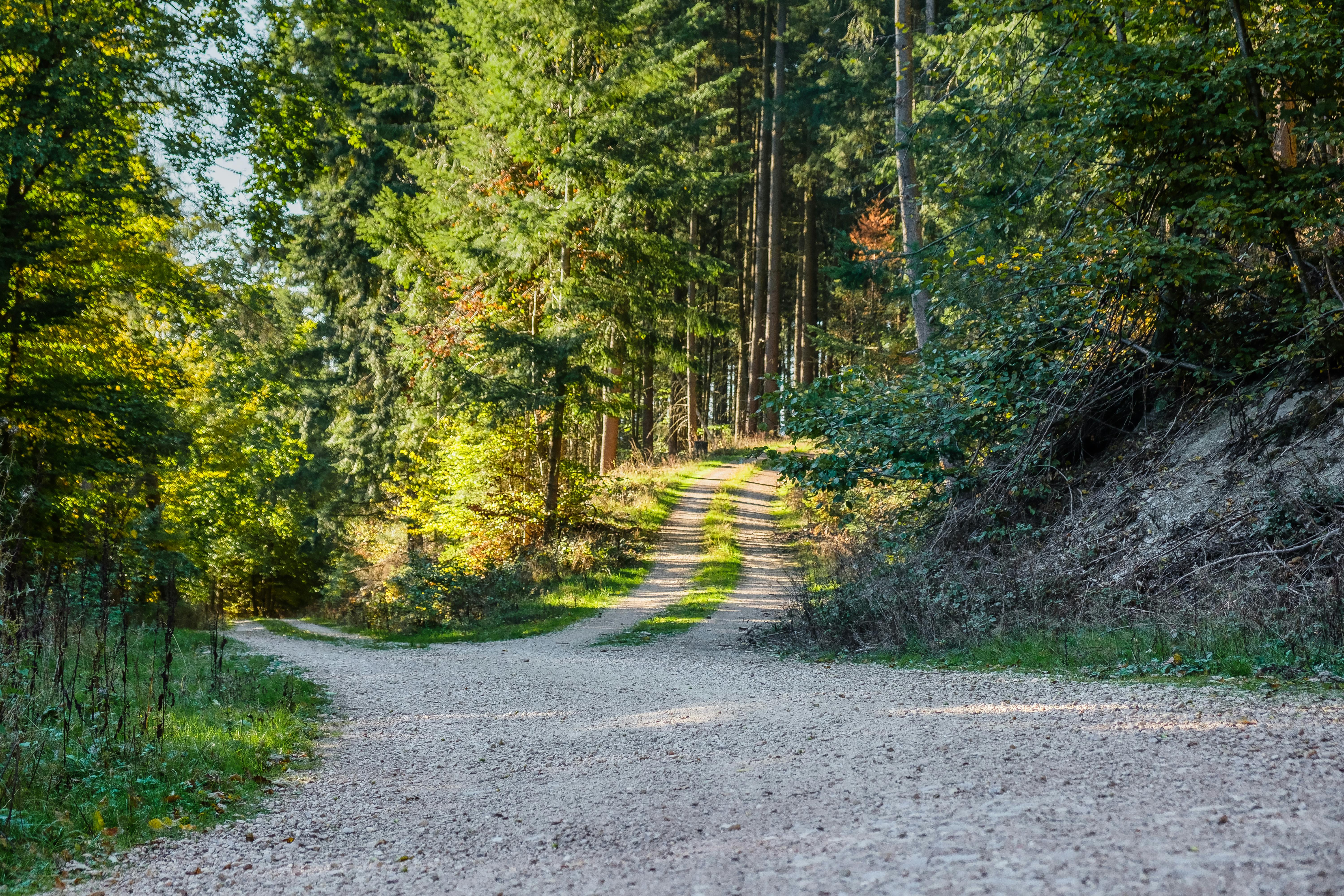 A Pathway in the Middle of the Forest · Free Stock Photo