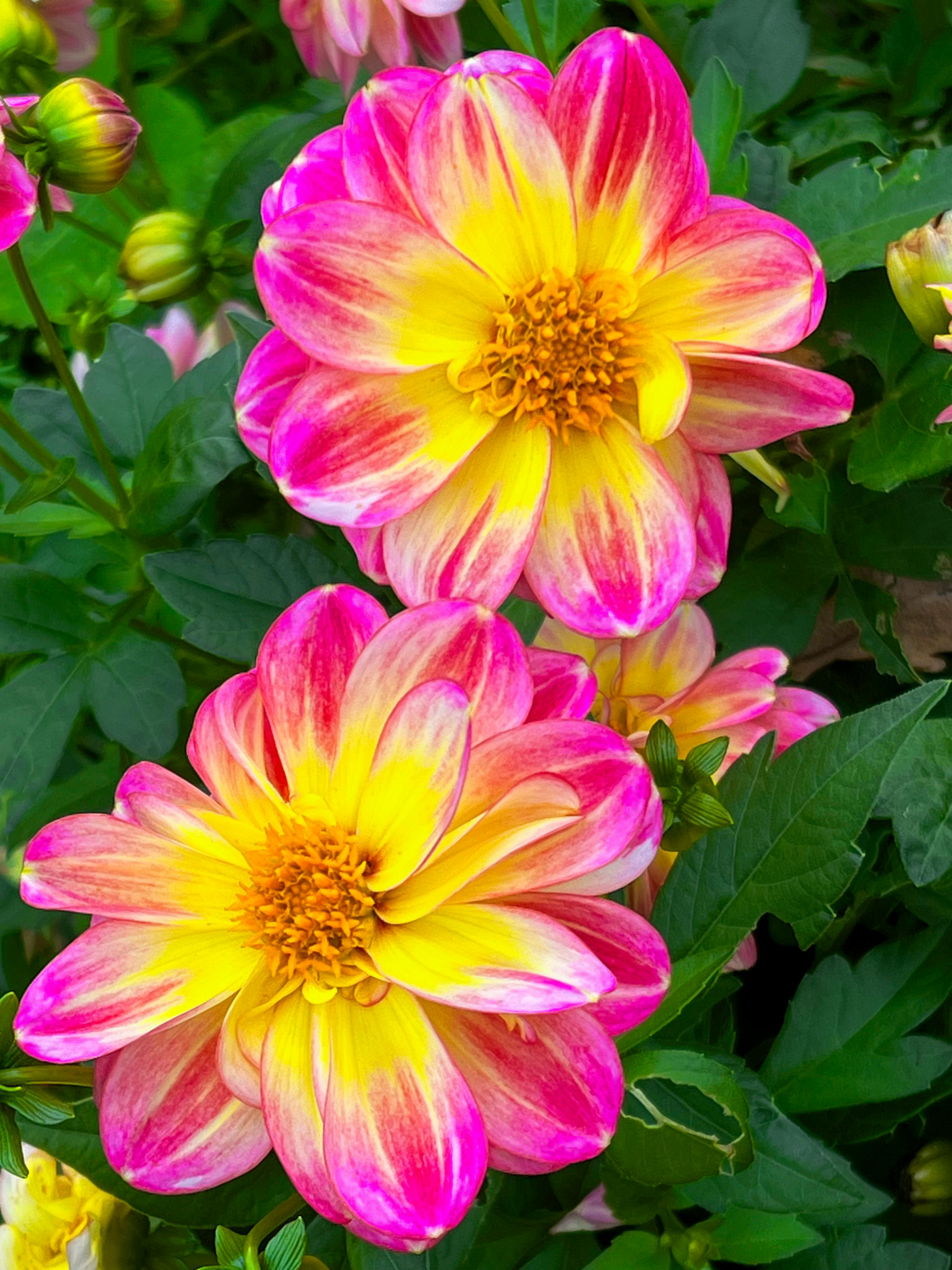 Two White and Red Petaled Flowers · Free Stock Photo