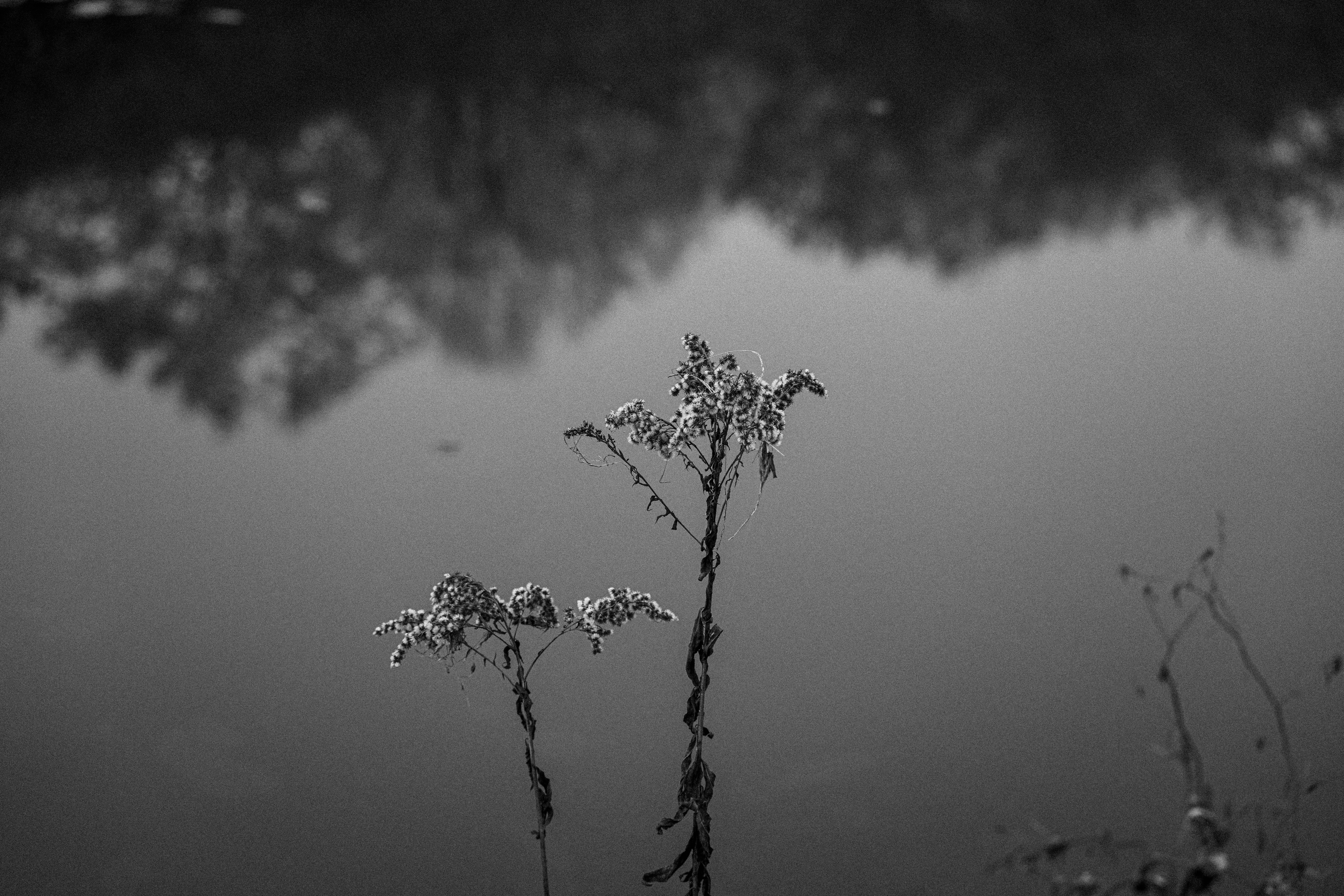 Grayscale Photo of Plants · Free Stock Photo
