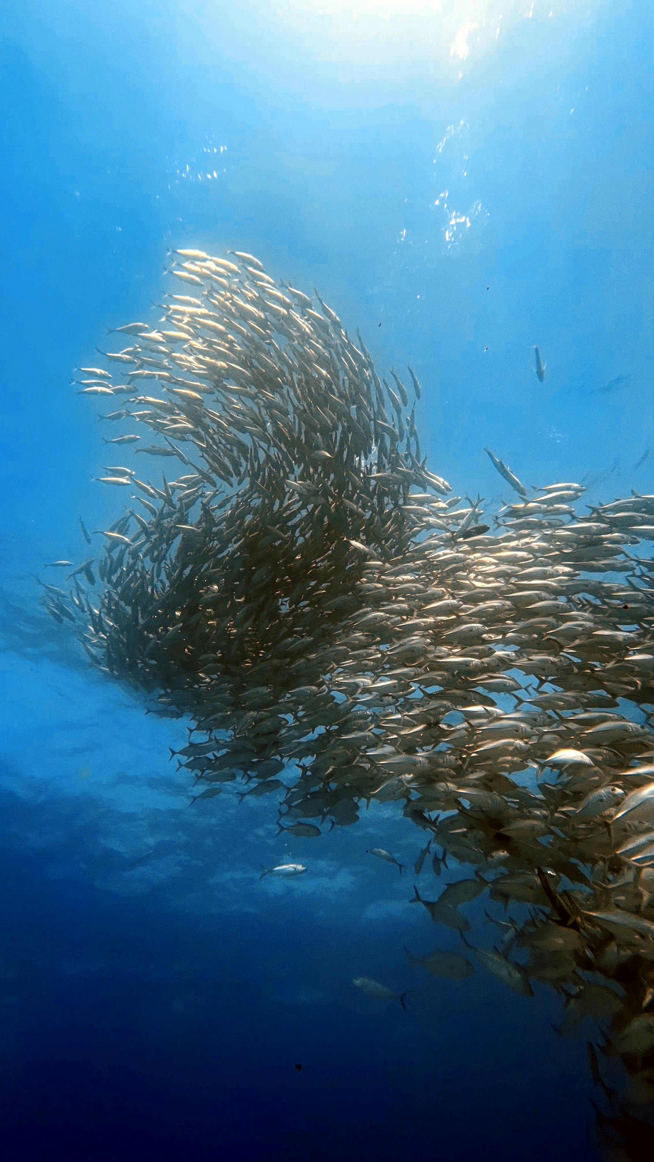 Fish Walpaper Photos, Download Free Fish Walpaper Stock Photos & HD Images