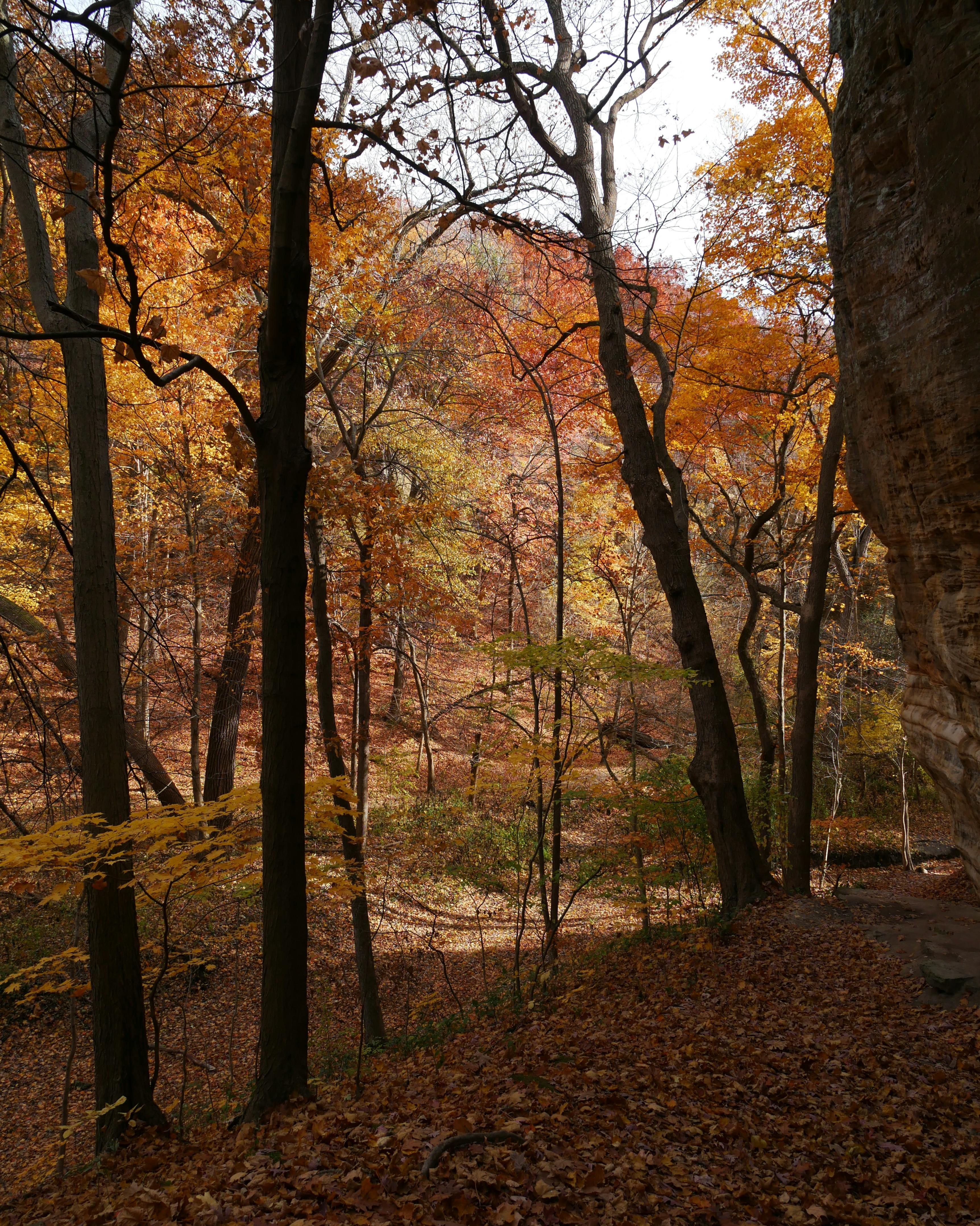 Photo of Trees in the Woods During Autumn · Free Stock Photo