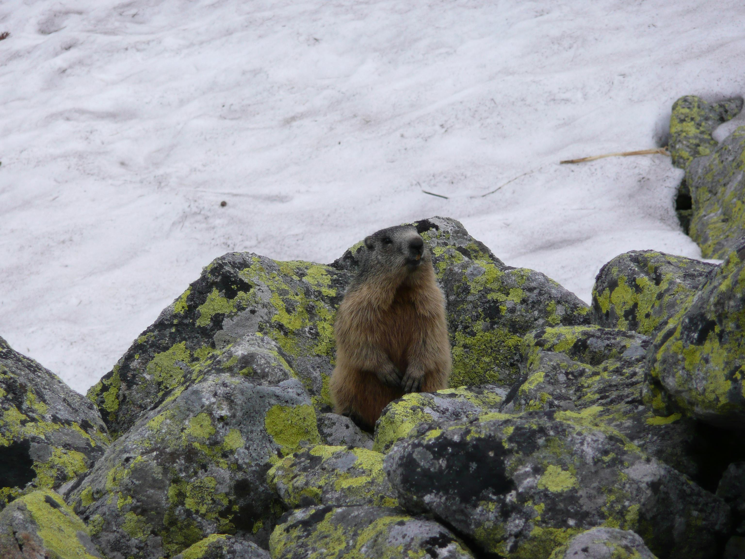 A Beaver on a Rock · Free Stock Photo