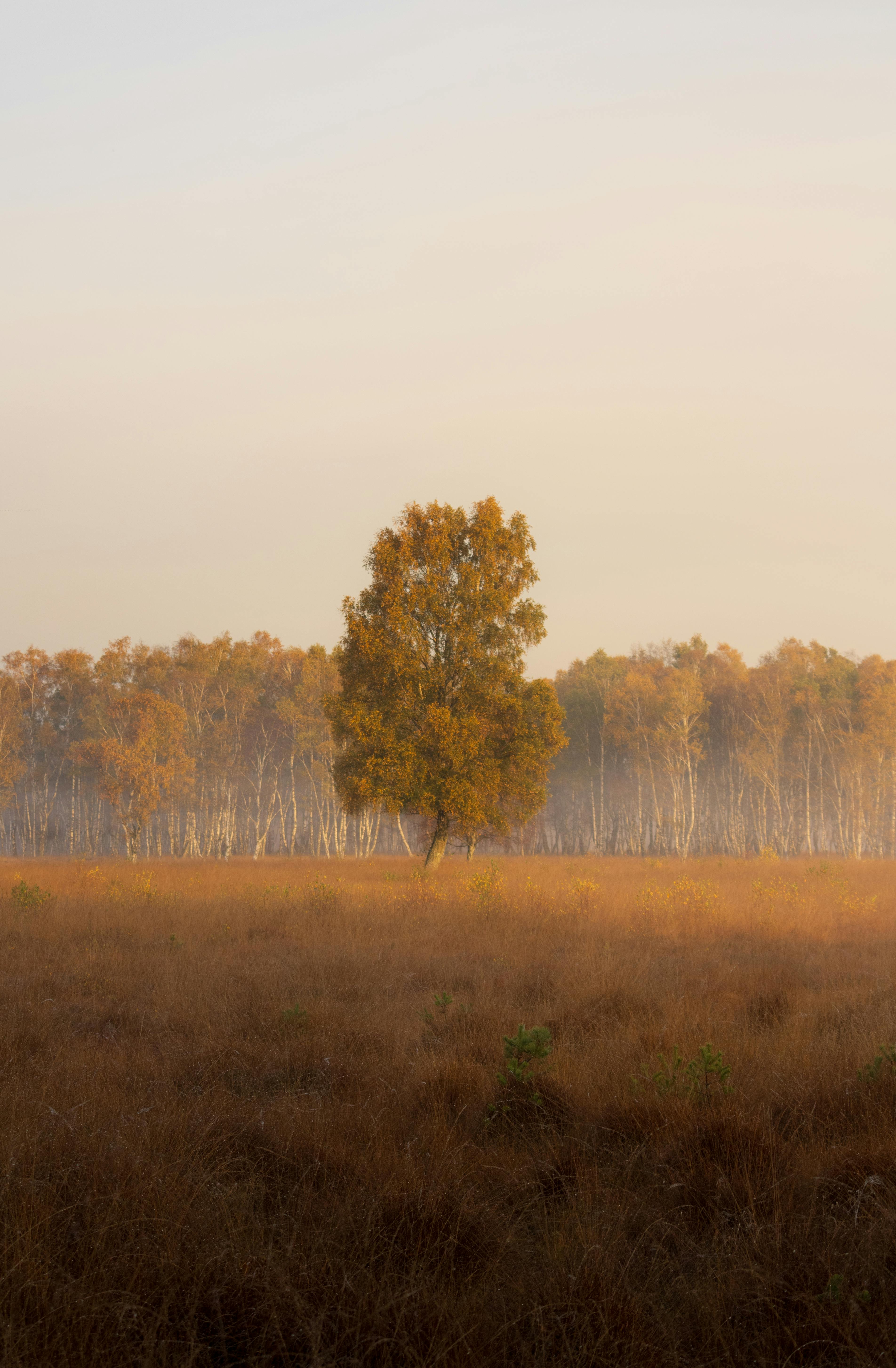 In Distant Photo of Tree on Landscape Field · Free Stock Photo