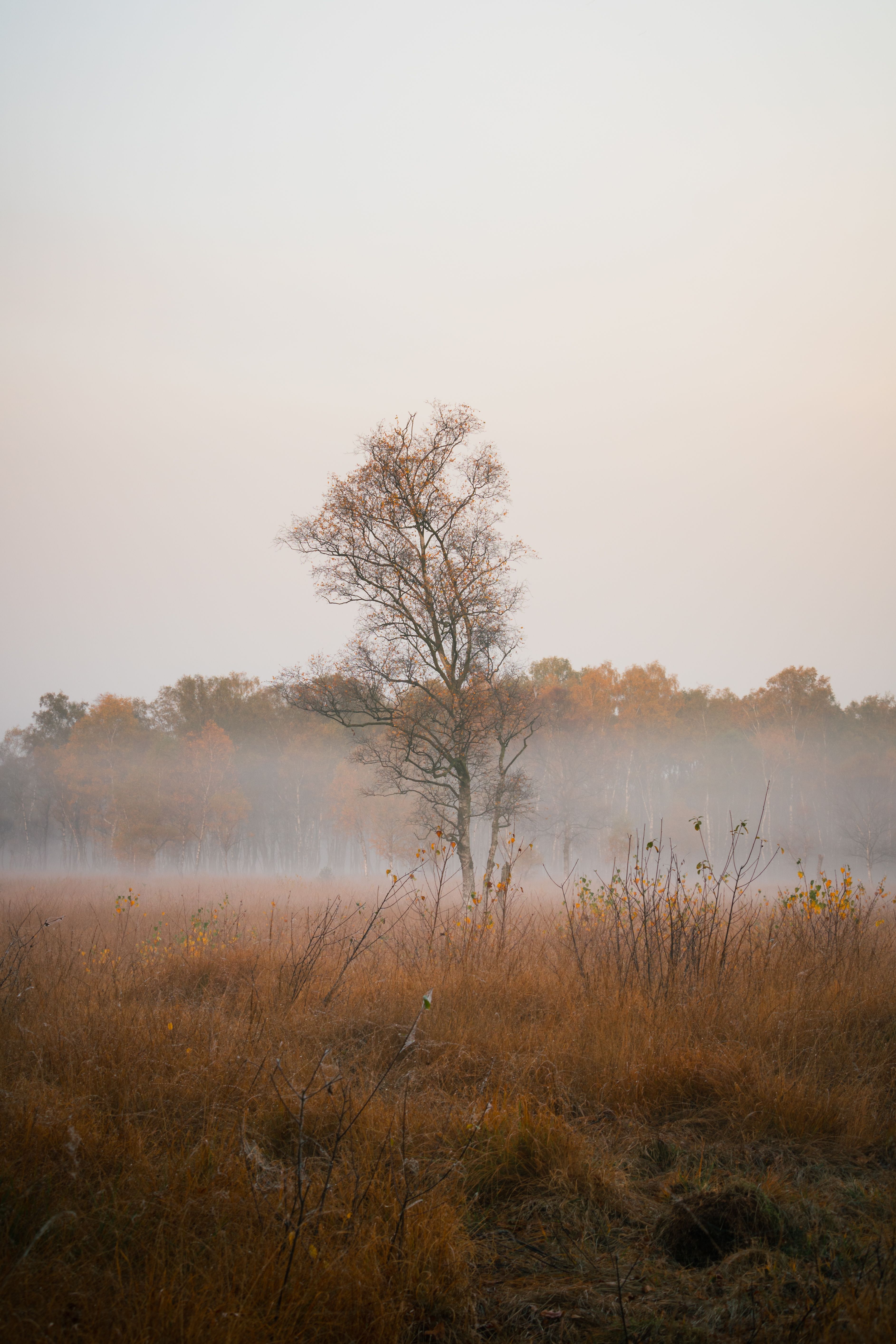 Scenic View of Forest From Car · Free Stock Photo
