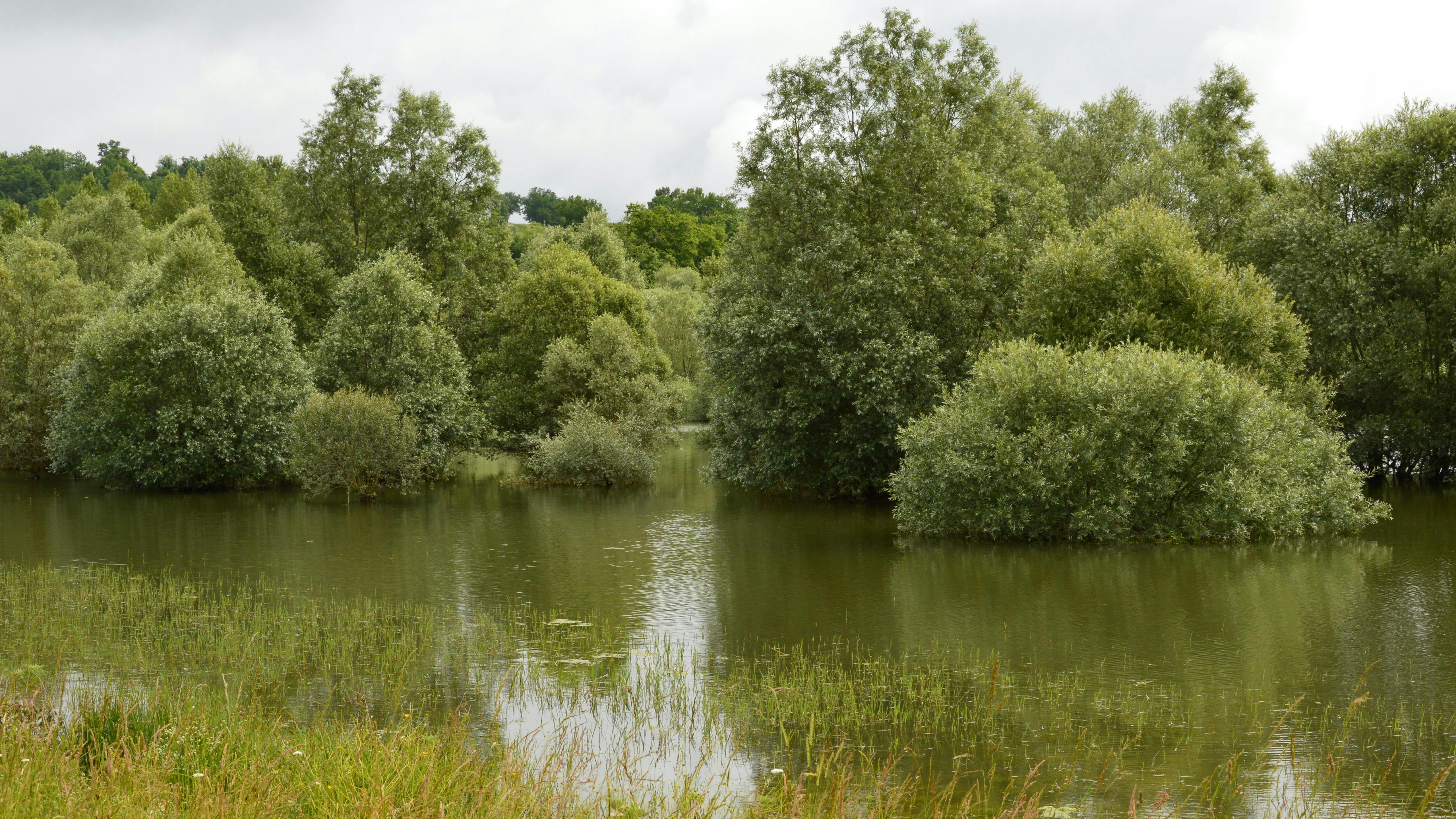Lake and Bushes in Park · Free Stock Photo