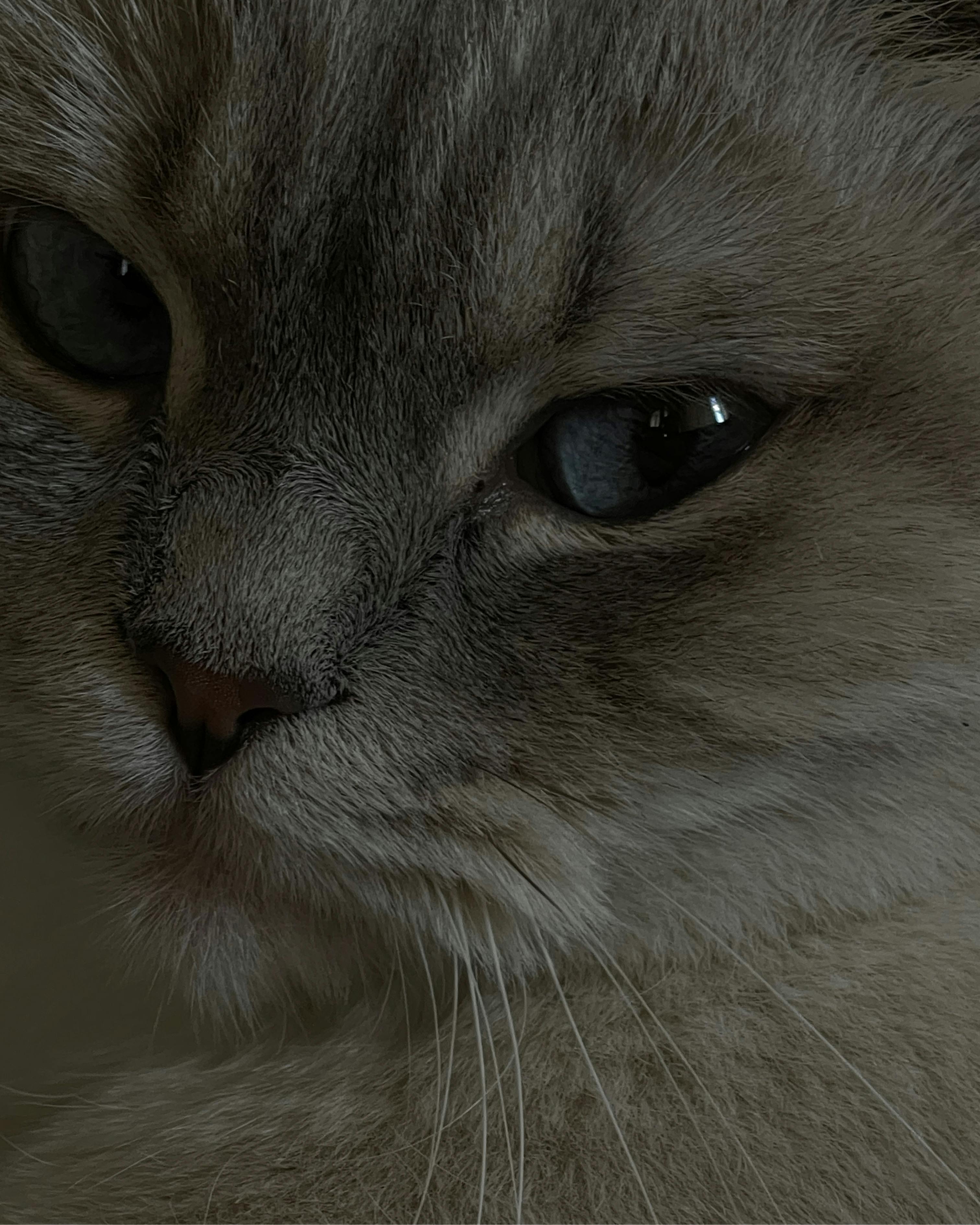 Close-Up Shot of a Cat · Free Stock Photo