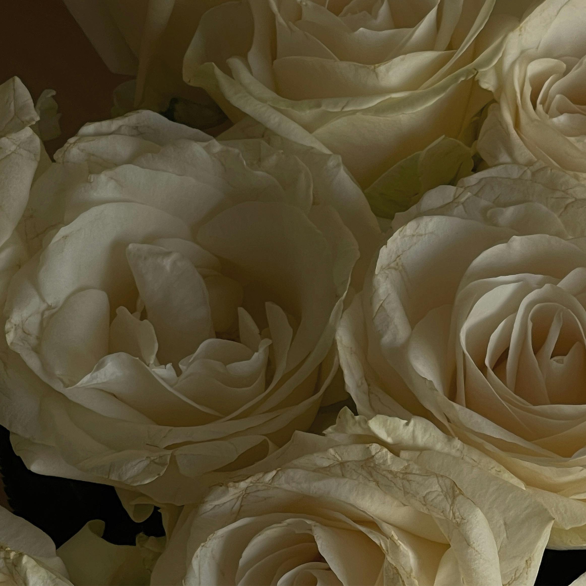 Full Shot of White Roses · Free Stock Photo