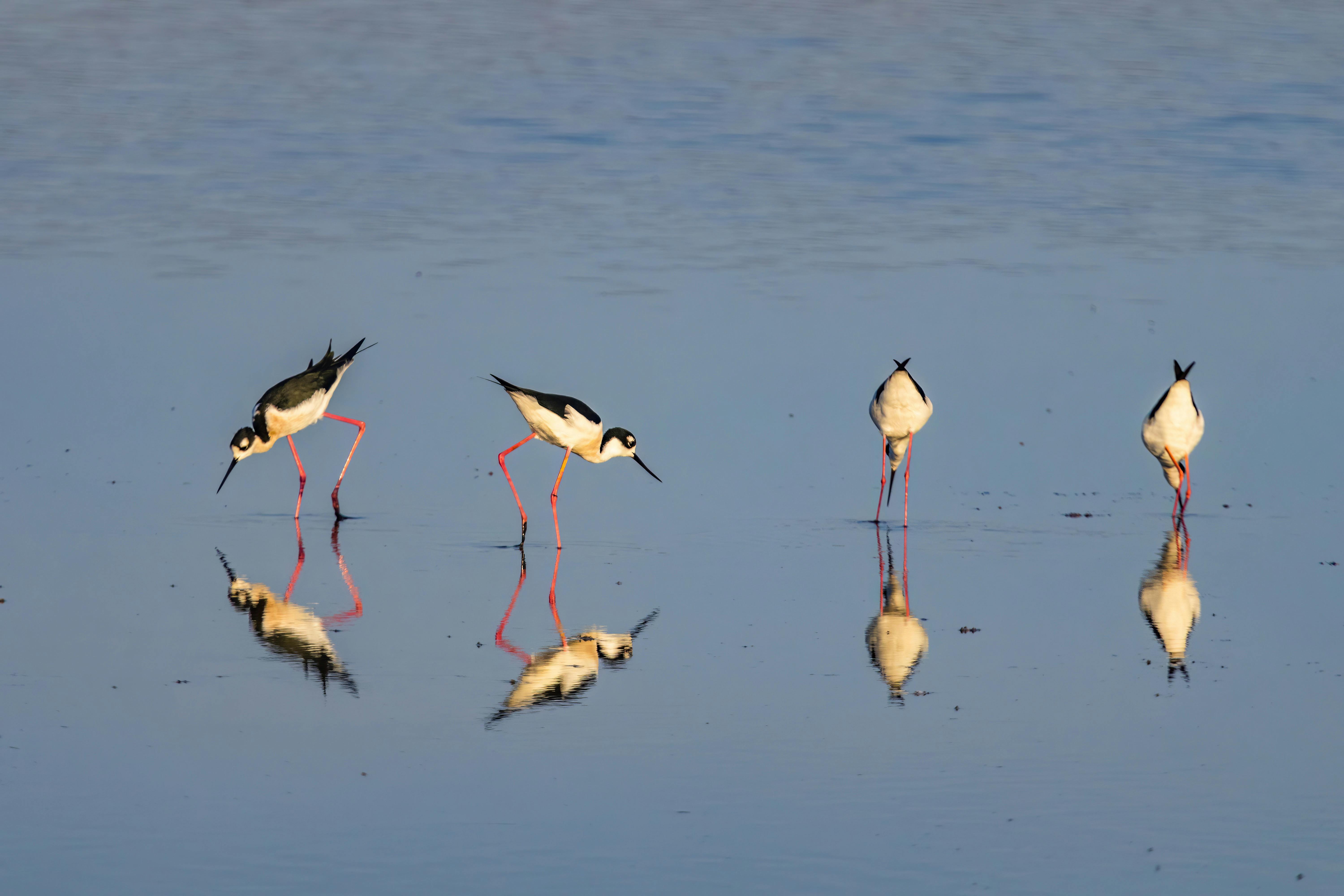 Stilts Walking in Water · Free Stock Photo