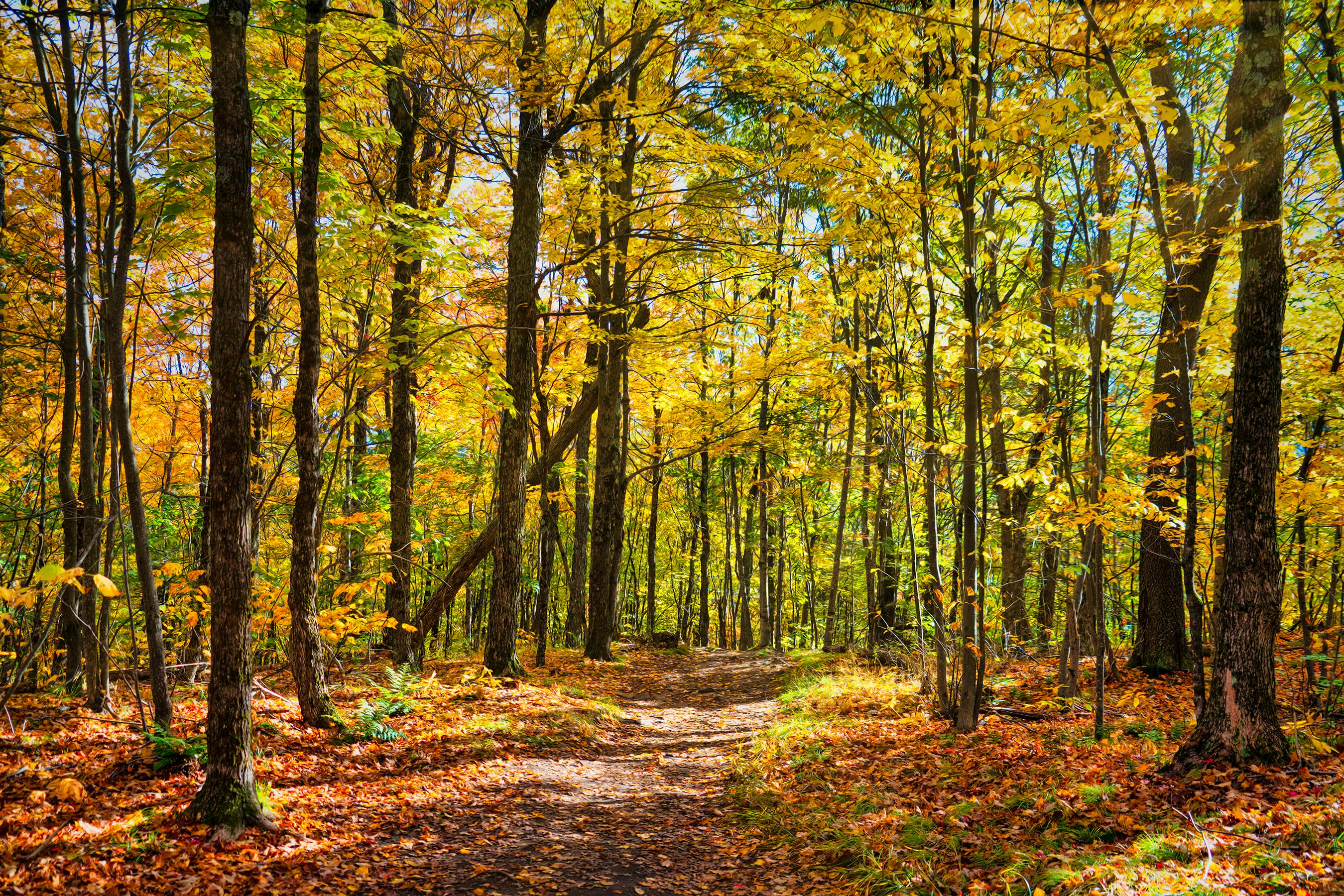 Photo of Trees During Autumn · Free Stock Photo