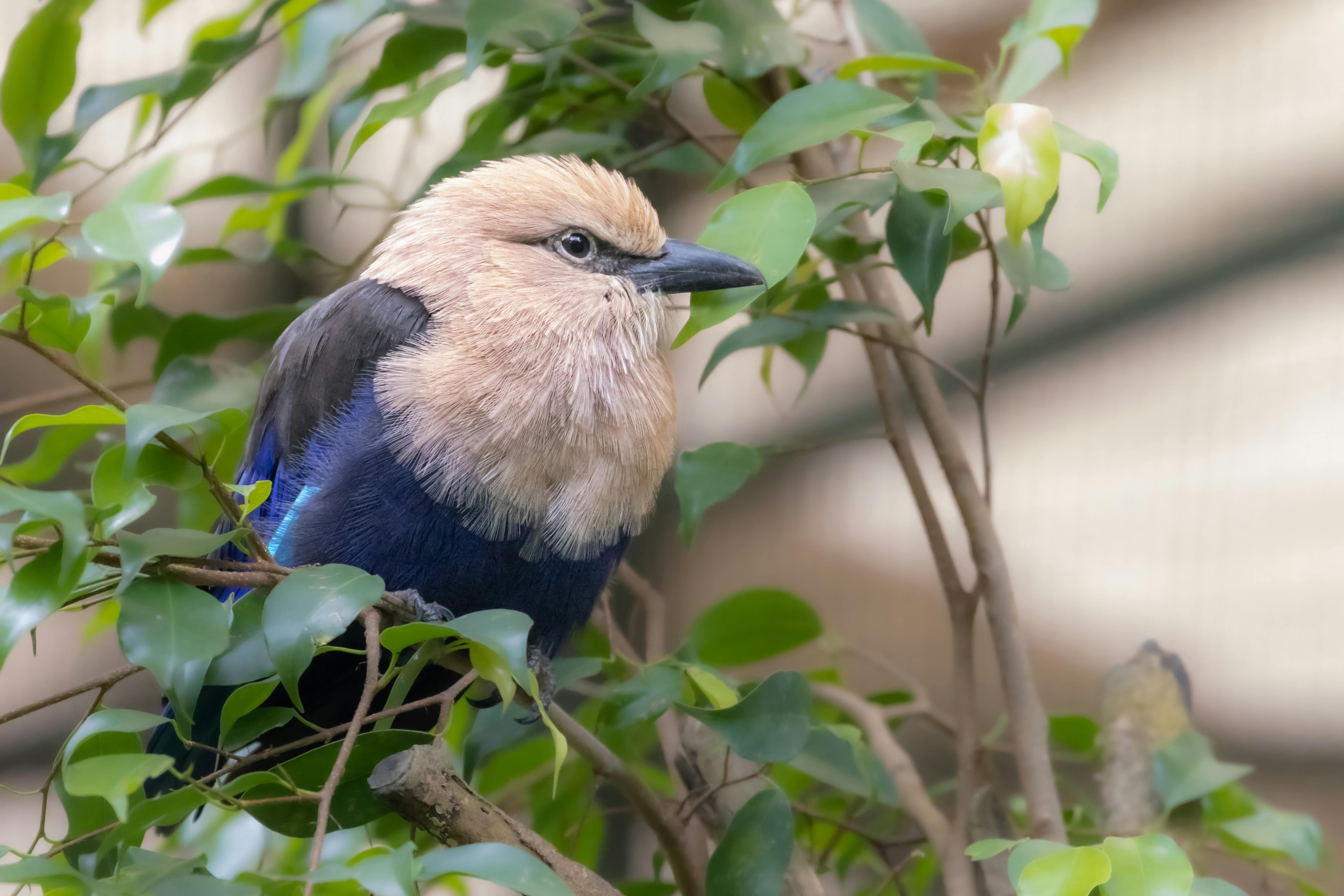 Close Up Photo of Bird Perched on Tree Branch · Free Stock Photo