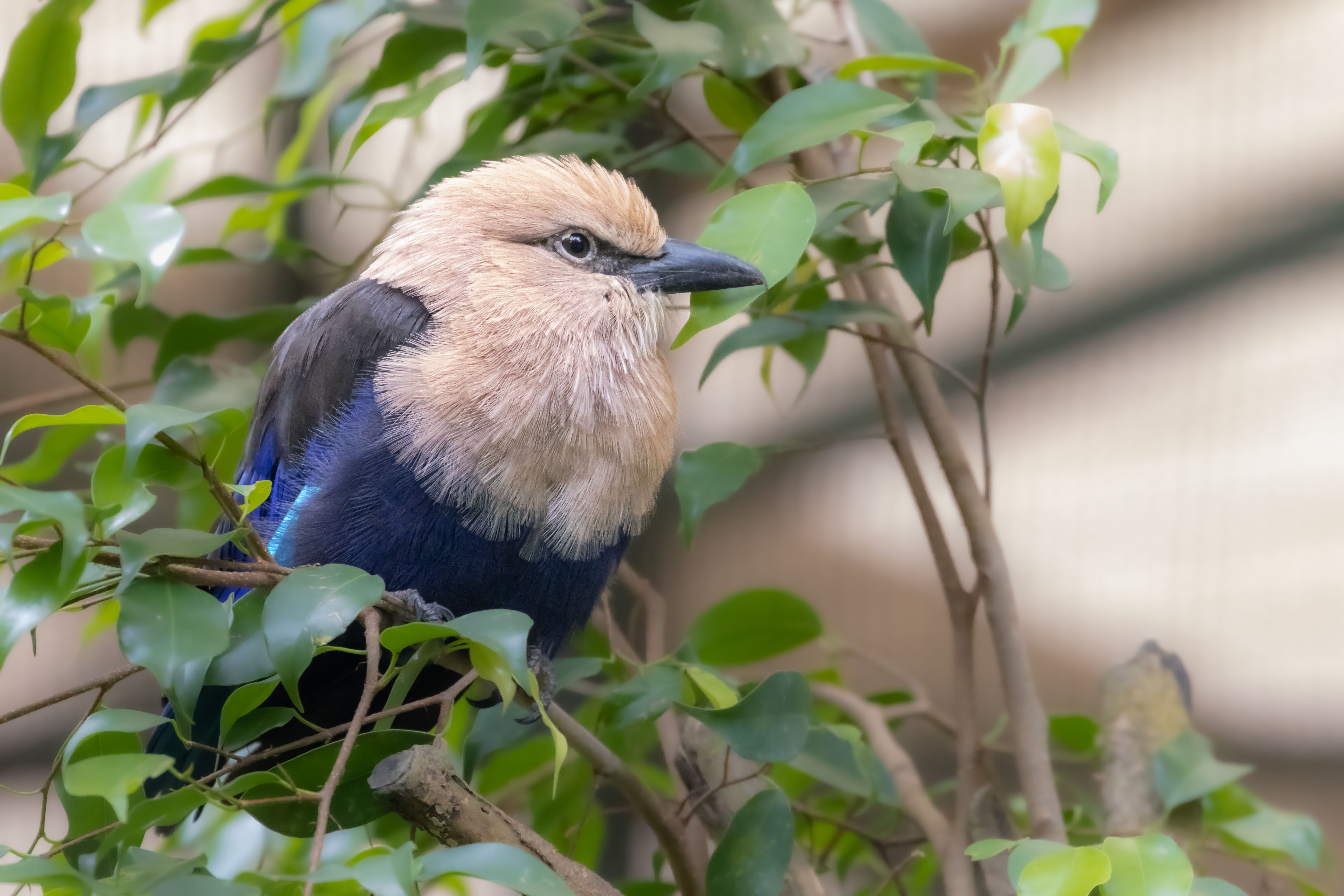 Indian Roller Bird Perched on Branch of Tree · Free Stock Photo