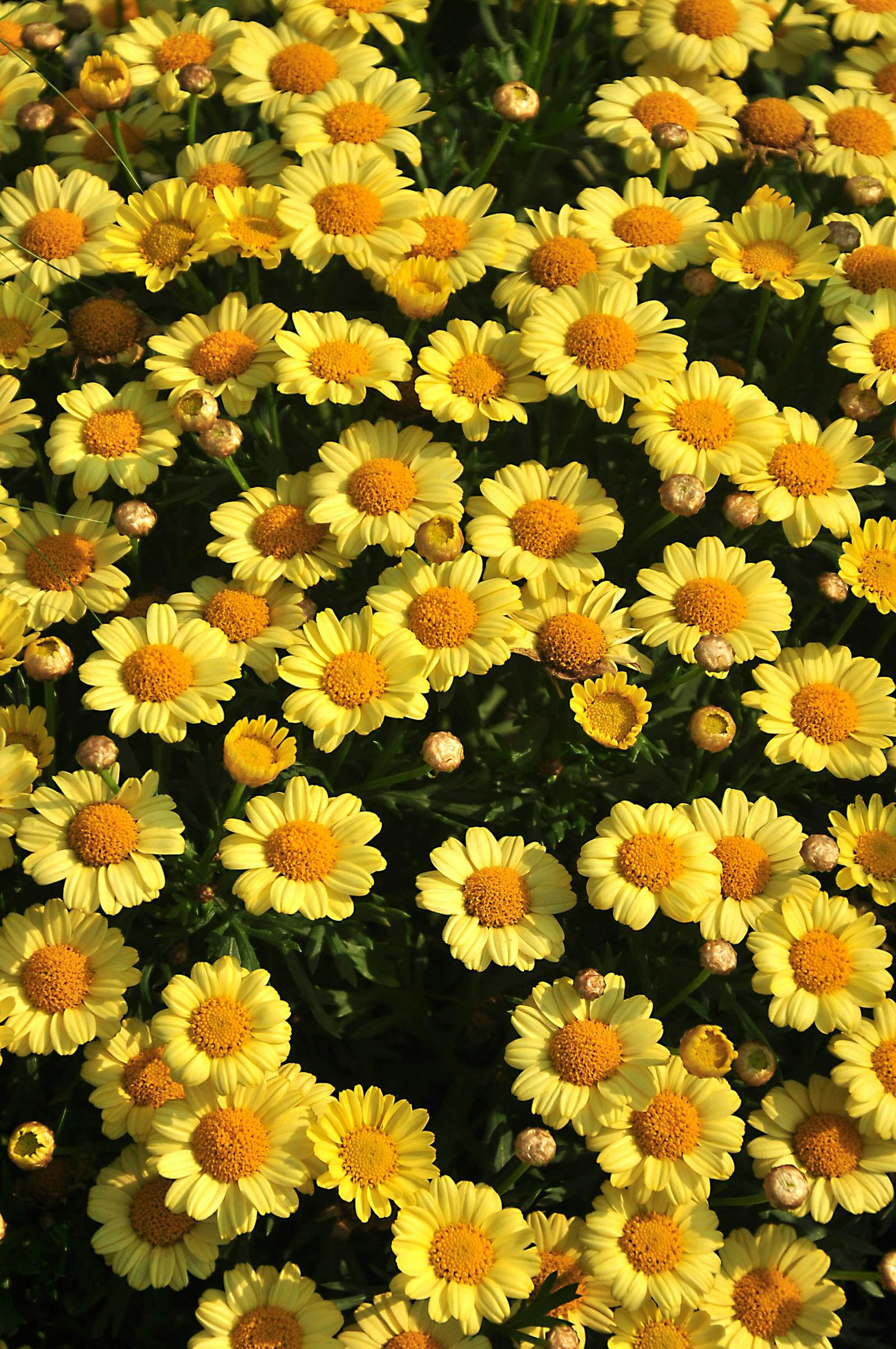 Discover the Beauty of Flower Pistil Top Shopping Tips and Trends