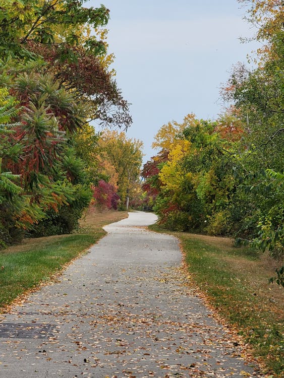 Paved Pathway Between Trees · Free Stock Photo Paved Pathway Between Trees · Free Stock Photo