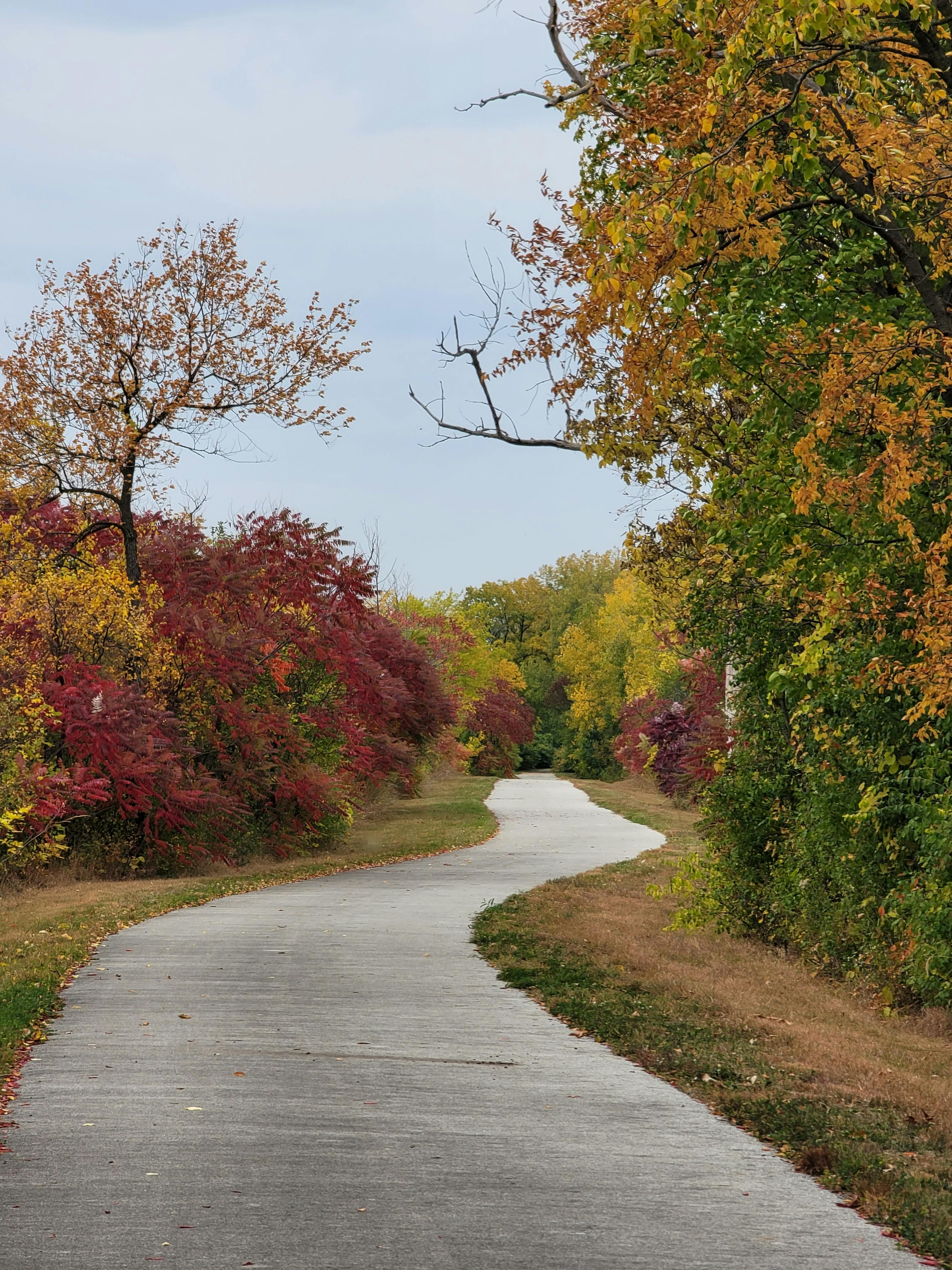 Photo of Paved Pathway During Autumn · Free Stock Photo