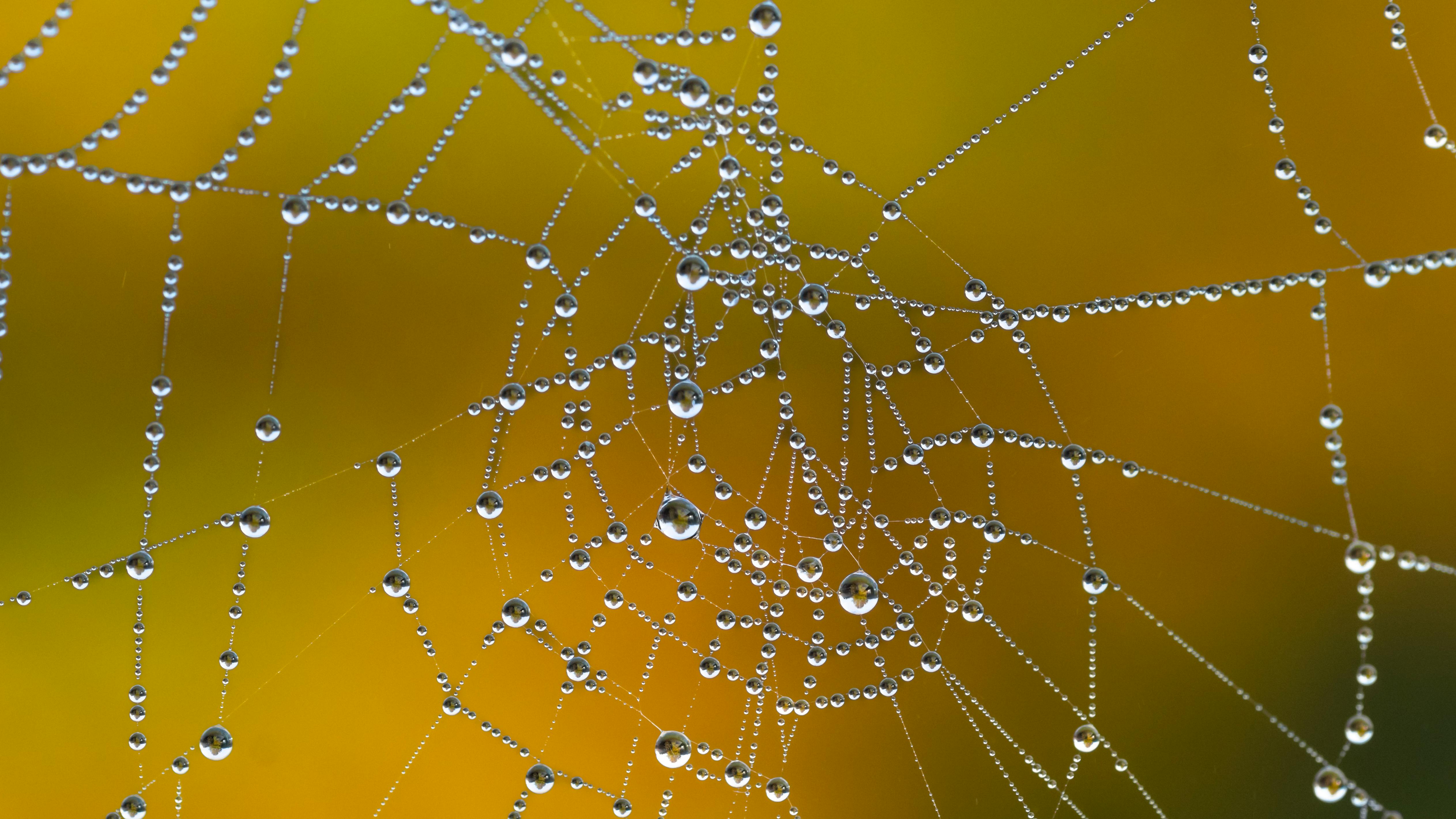 Spider Web · Free Stock Photo