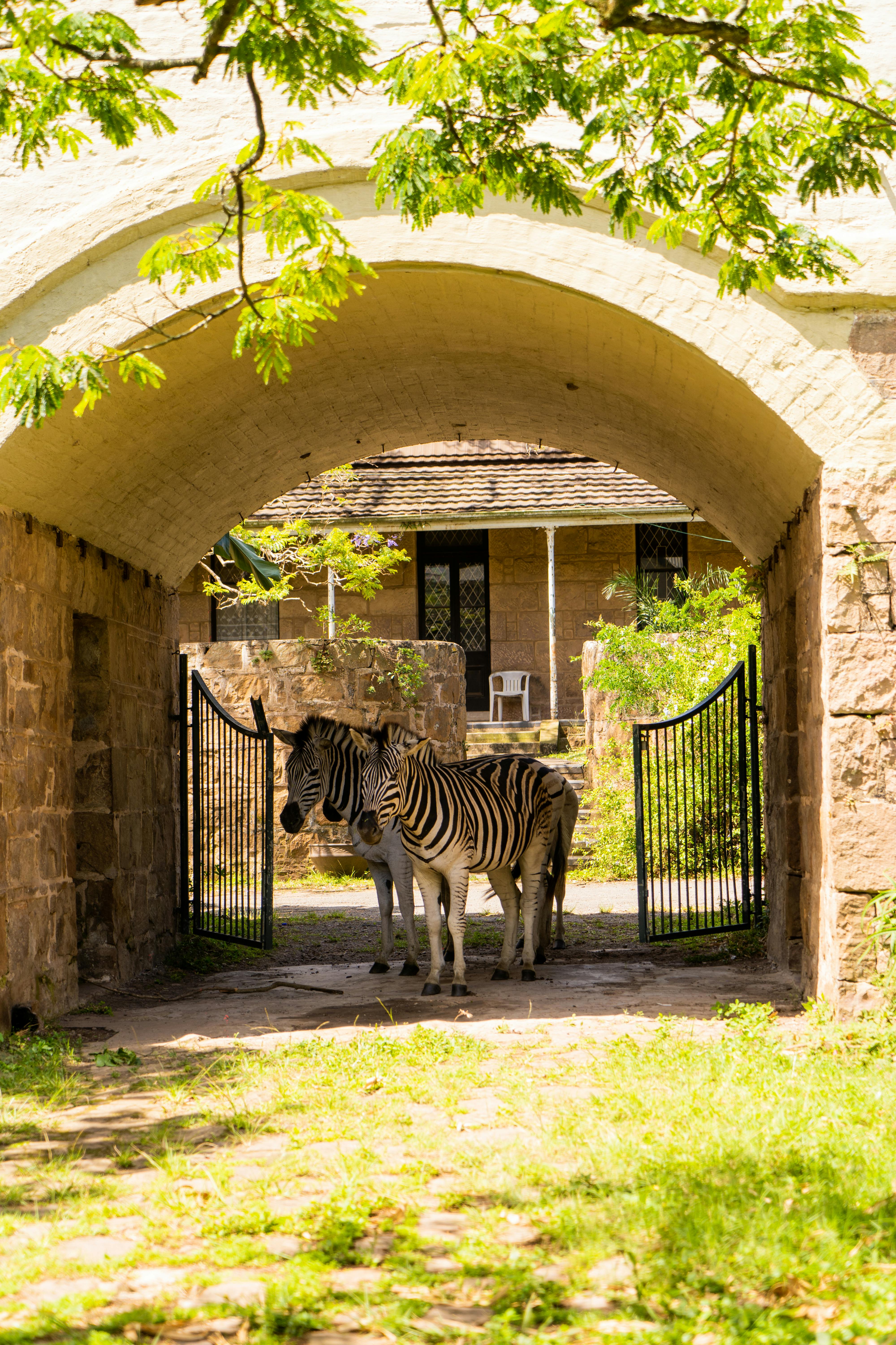 Zebras in ZOO Gate · Free Stock Photo