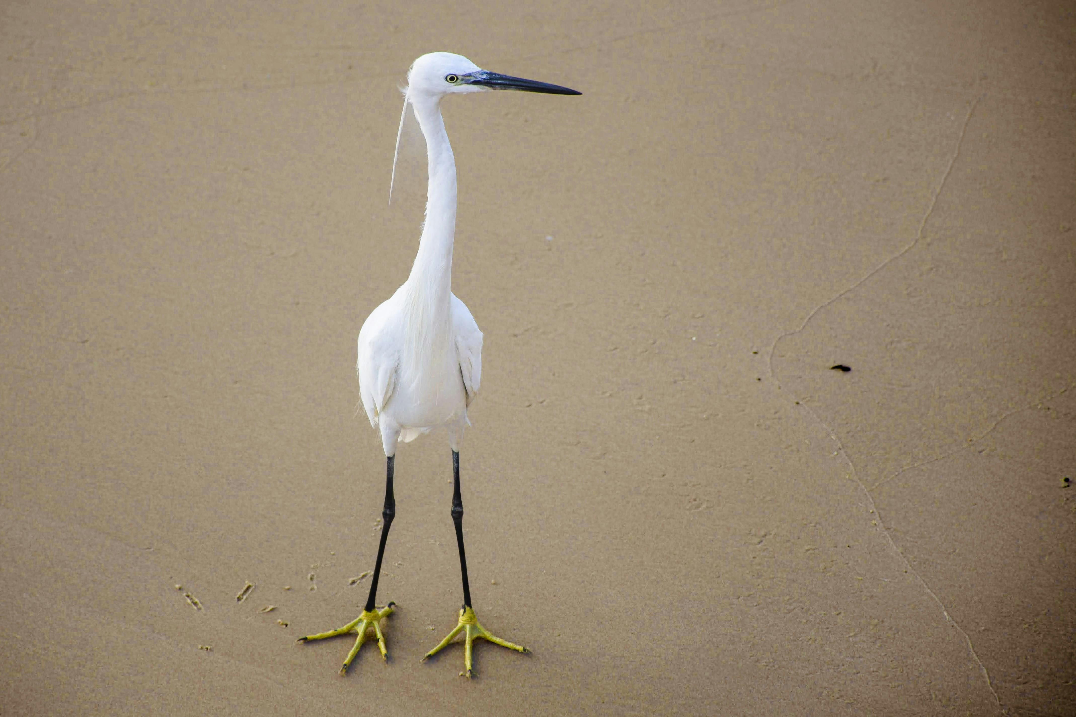 Close Up Photo of White Bird on Sand · Free Stock Photo