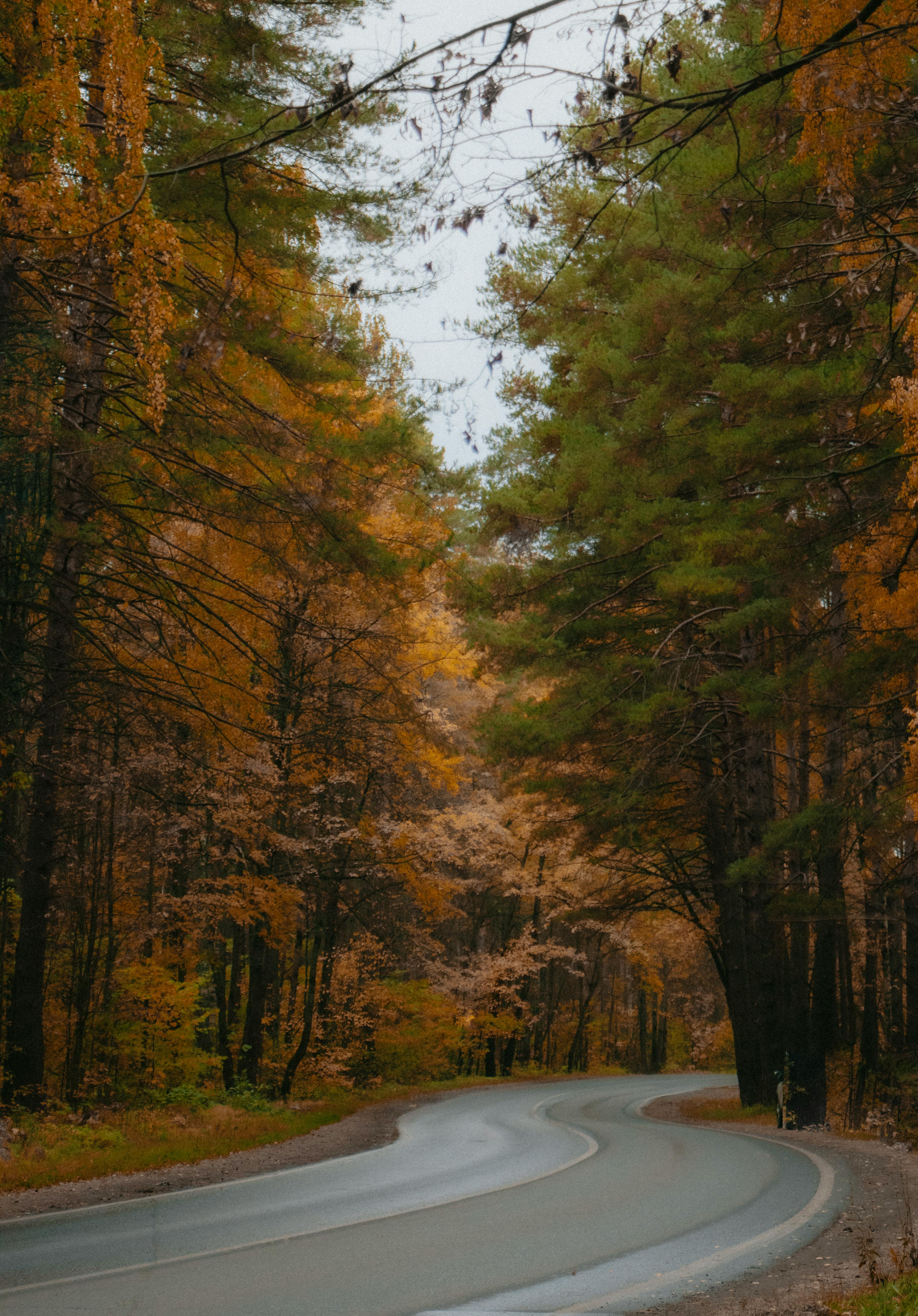 Curve Road in Between Trees · Free Stock Photo