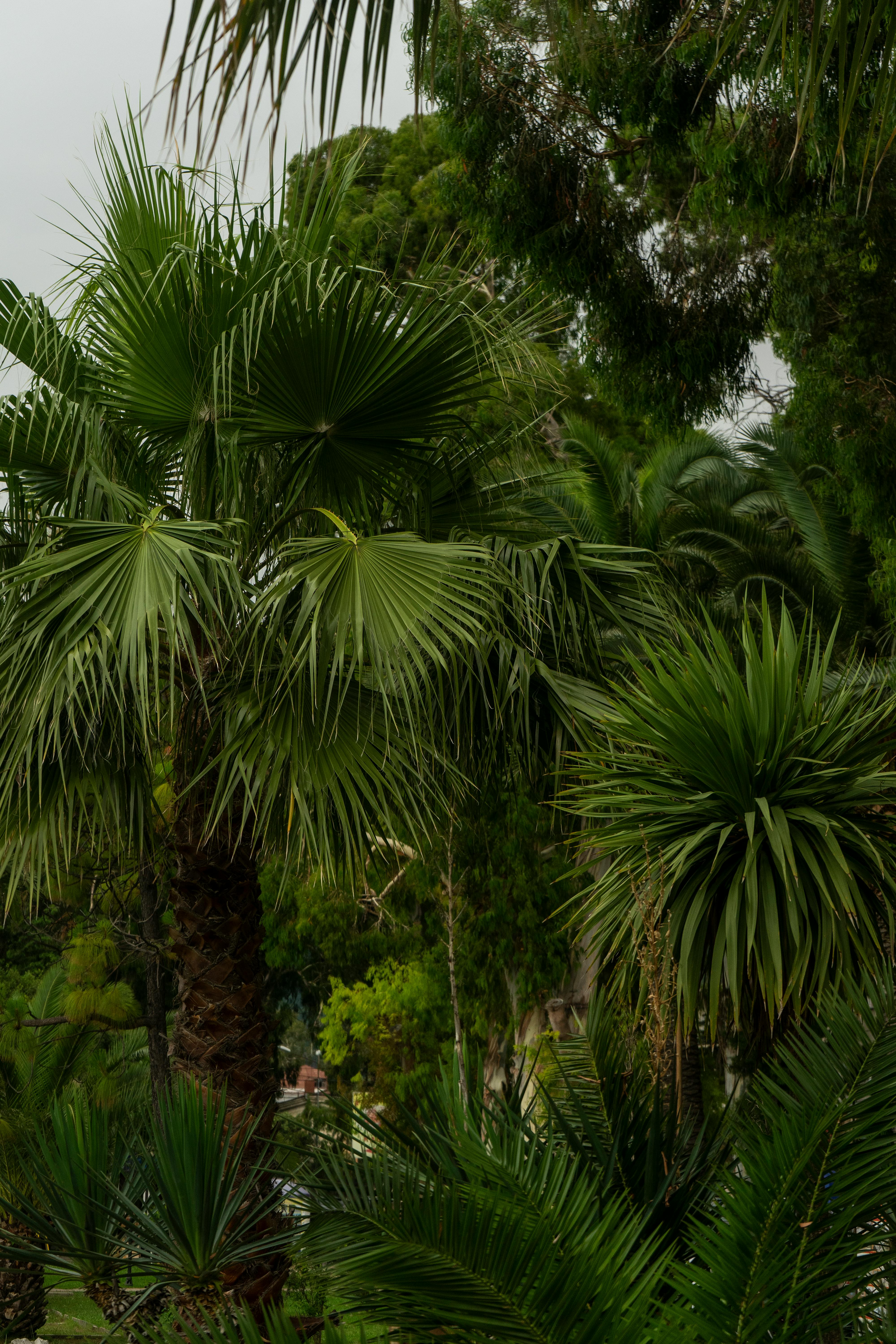 Photo of Palm Trees · Free Stock Photo