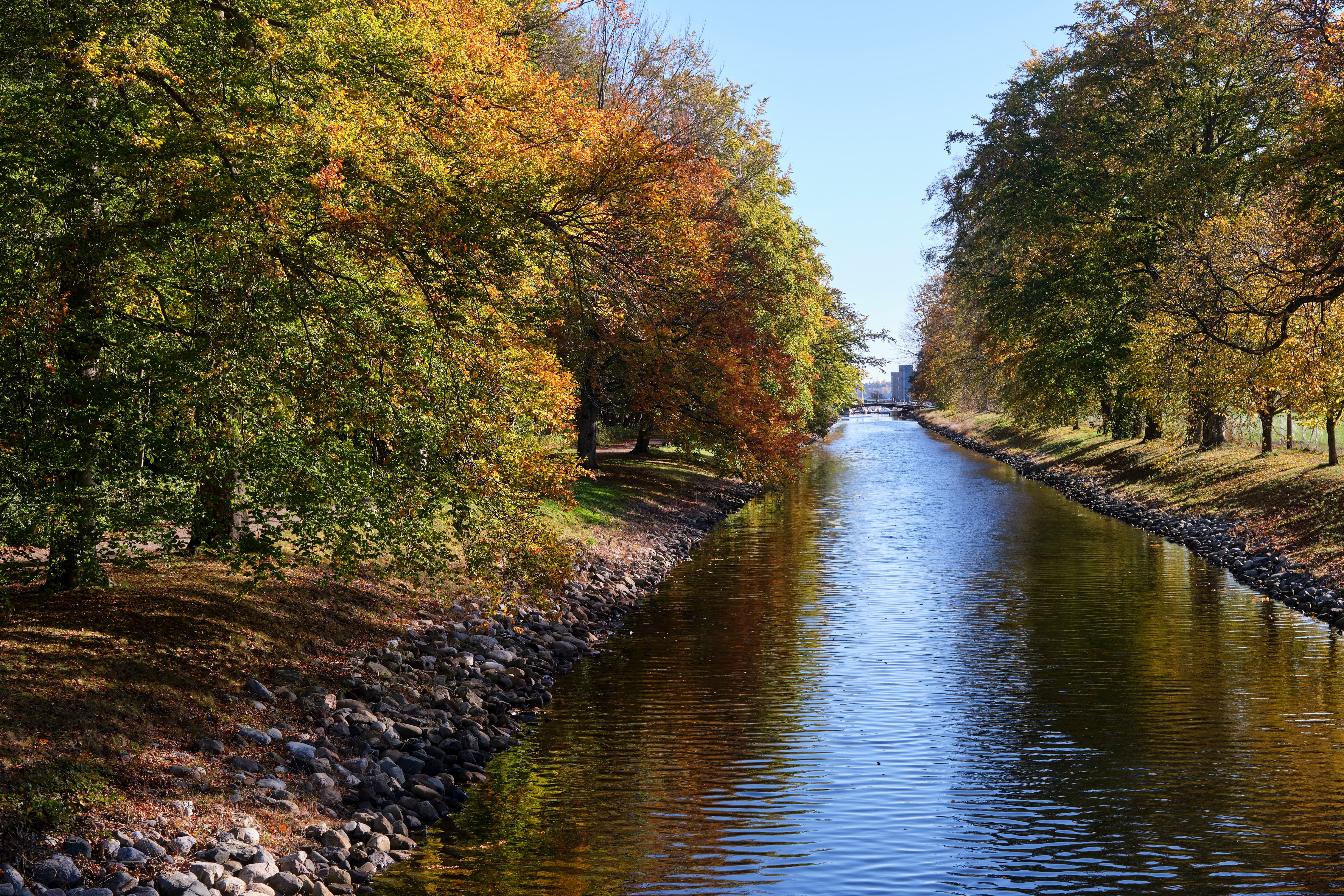 River Between Trees · Free Stock Photo