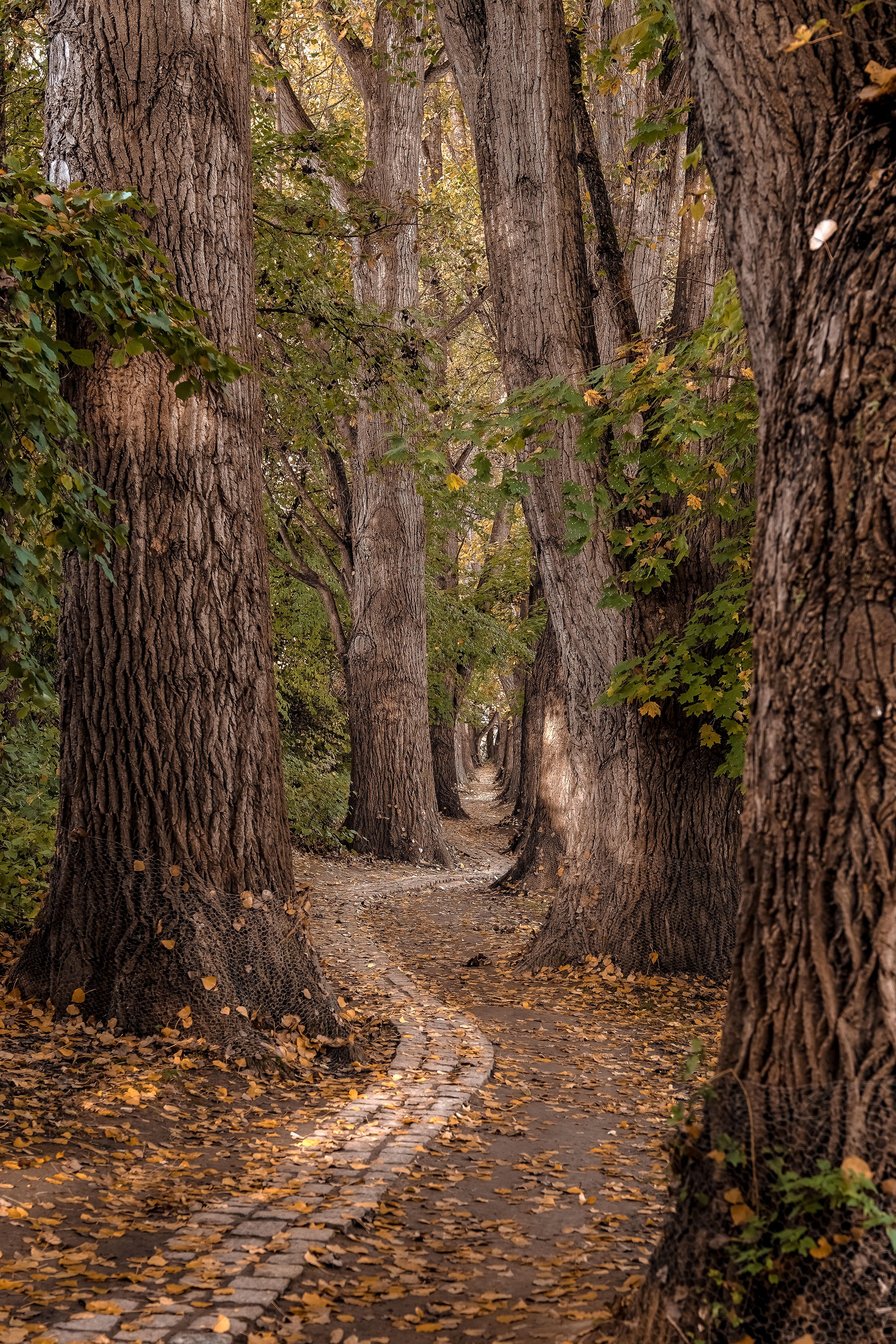 A Narrow Pathway Between Big Trees in the Forest · Free Stock Photo