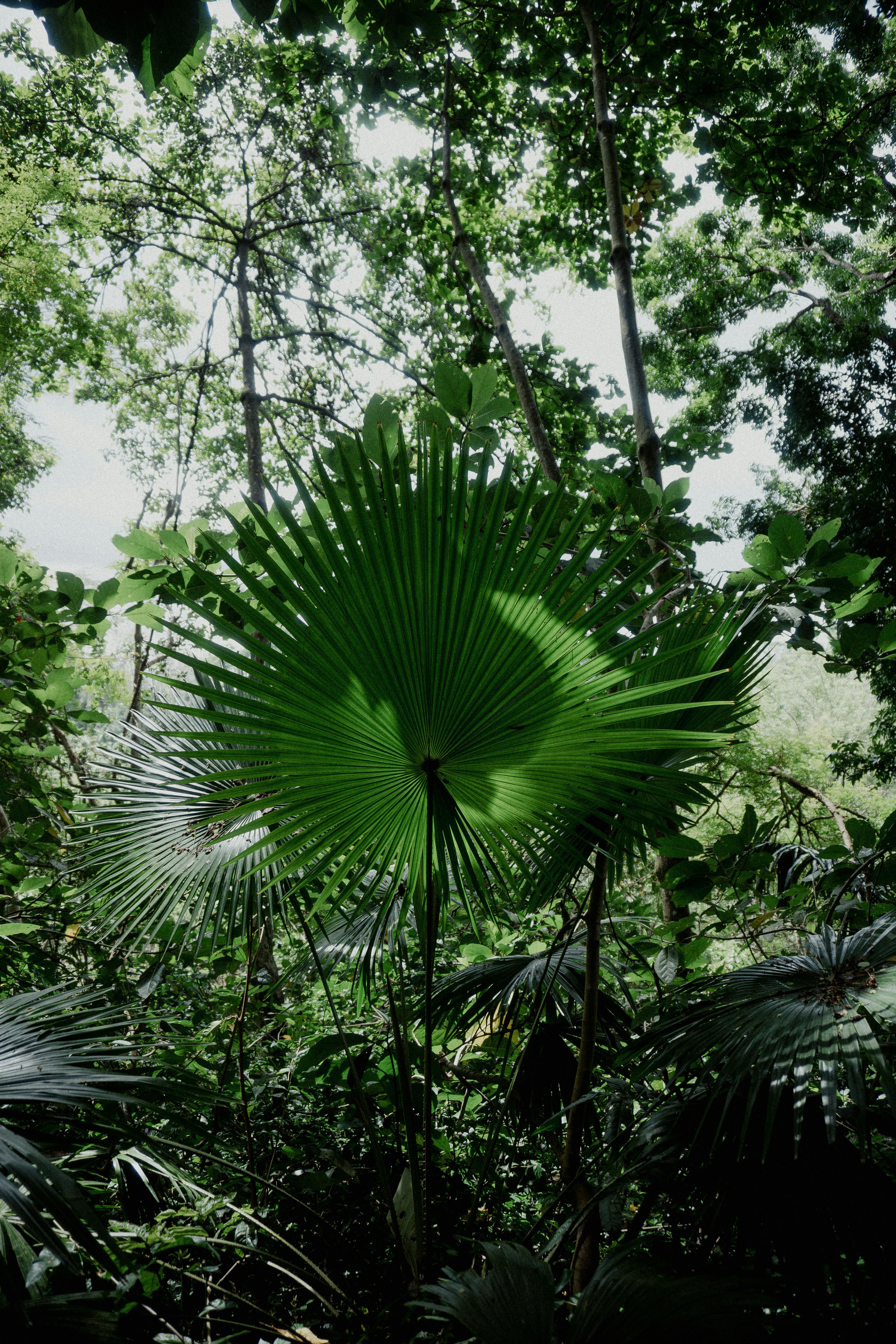 Green Trees · Free Stock Photo