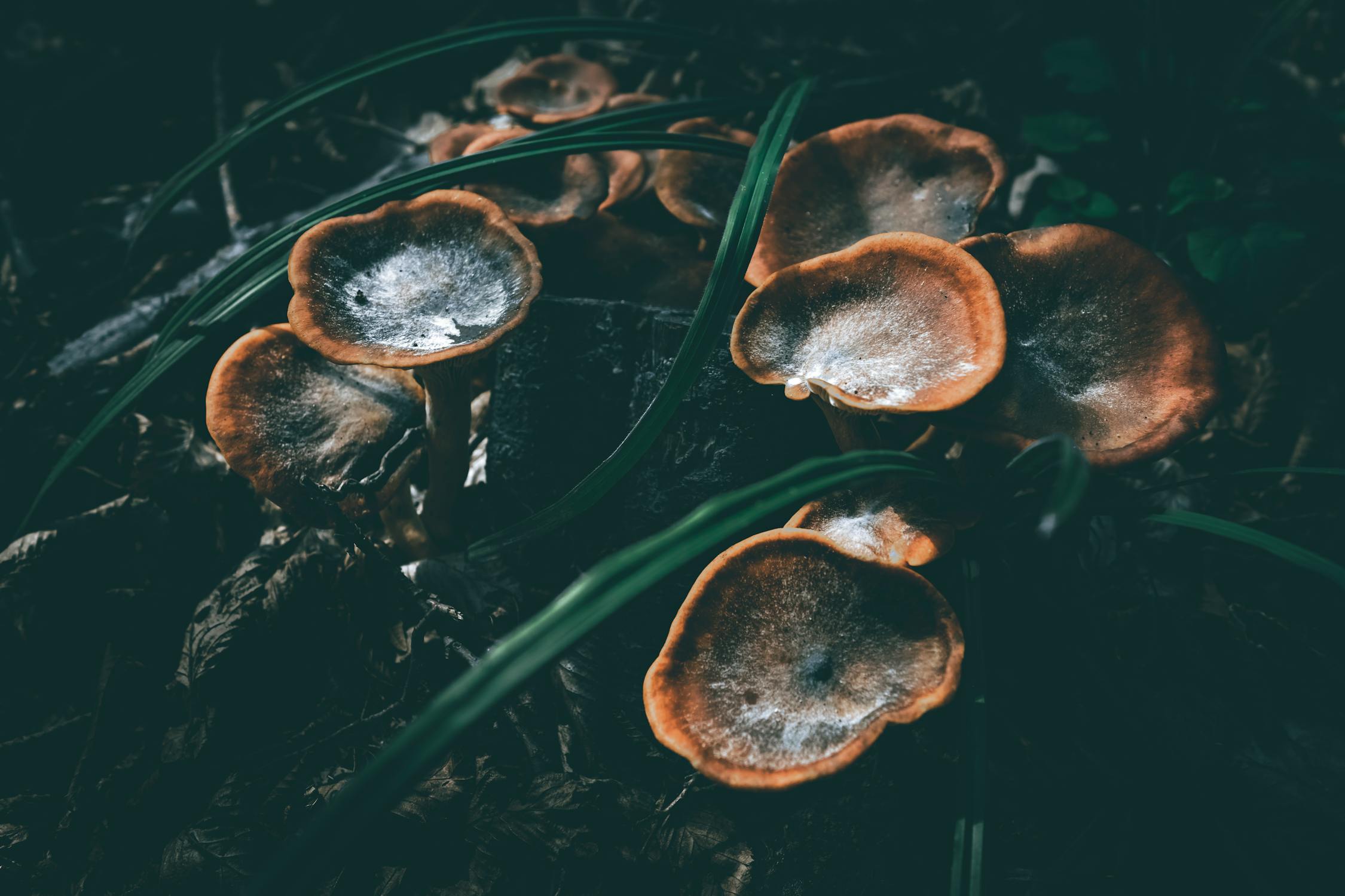 Mushrooms in Close Up Photography · Free Stock Photo Mushrooms in Close Up Photography · Free Stock Photo
