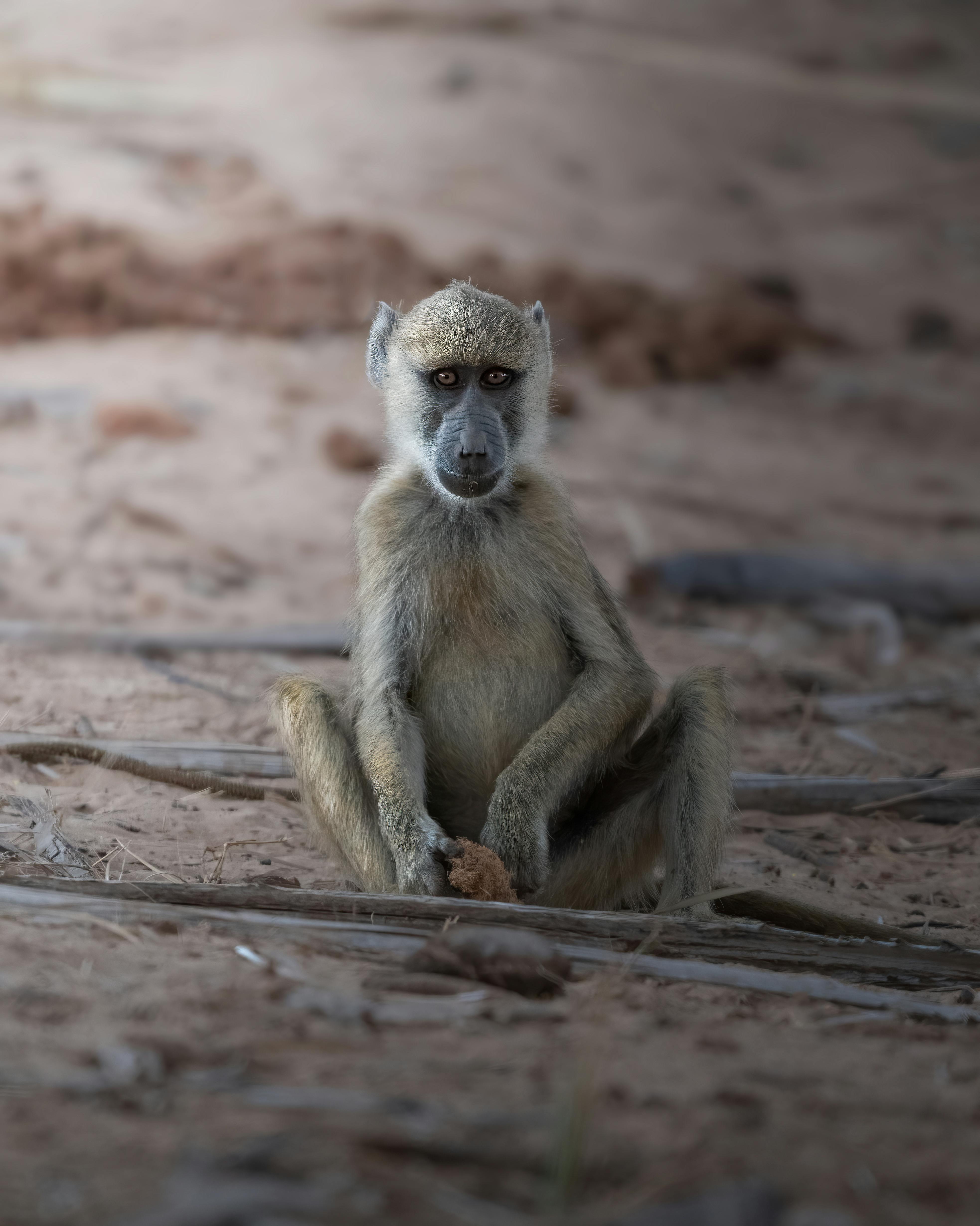 Baboon Monkey Cape Point Photos, Download The BEST Free Baboon Monkey ...