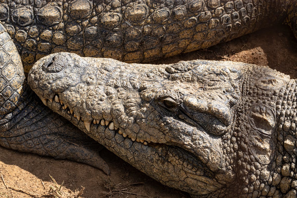 What Do Saltwater Crocodiles Eat? Their Diet Revealed