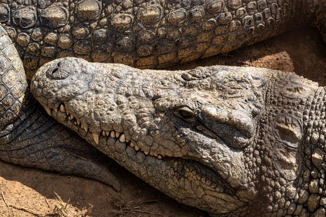Crocodylidae Family: Traits, Needs, and Care Guide